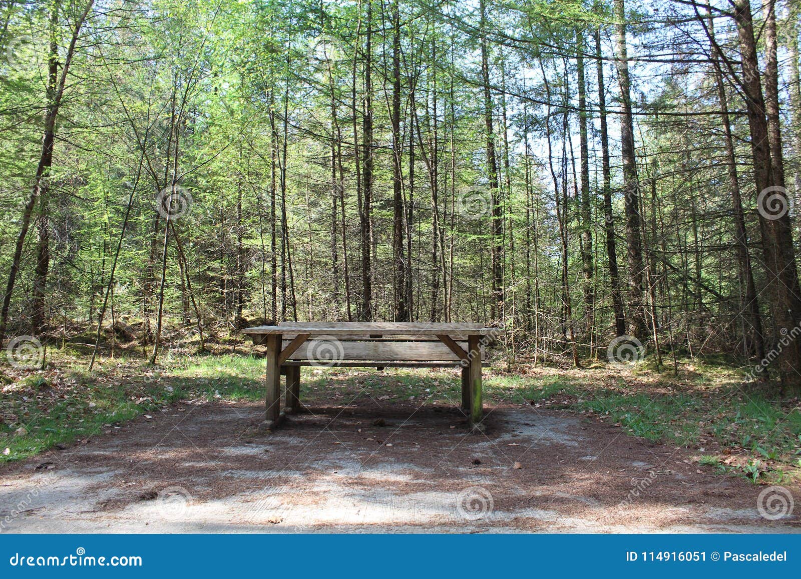 Park Bench in a Forest stock image. Image of wood, grass - 114916051