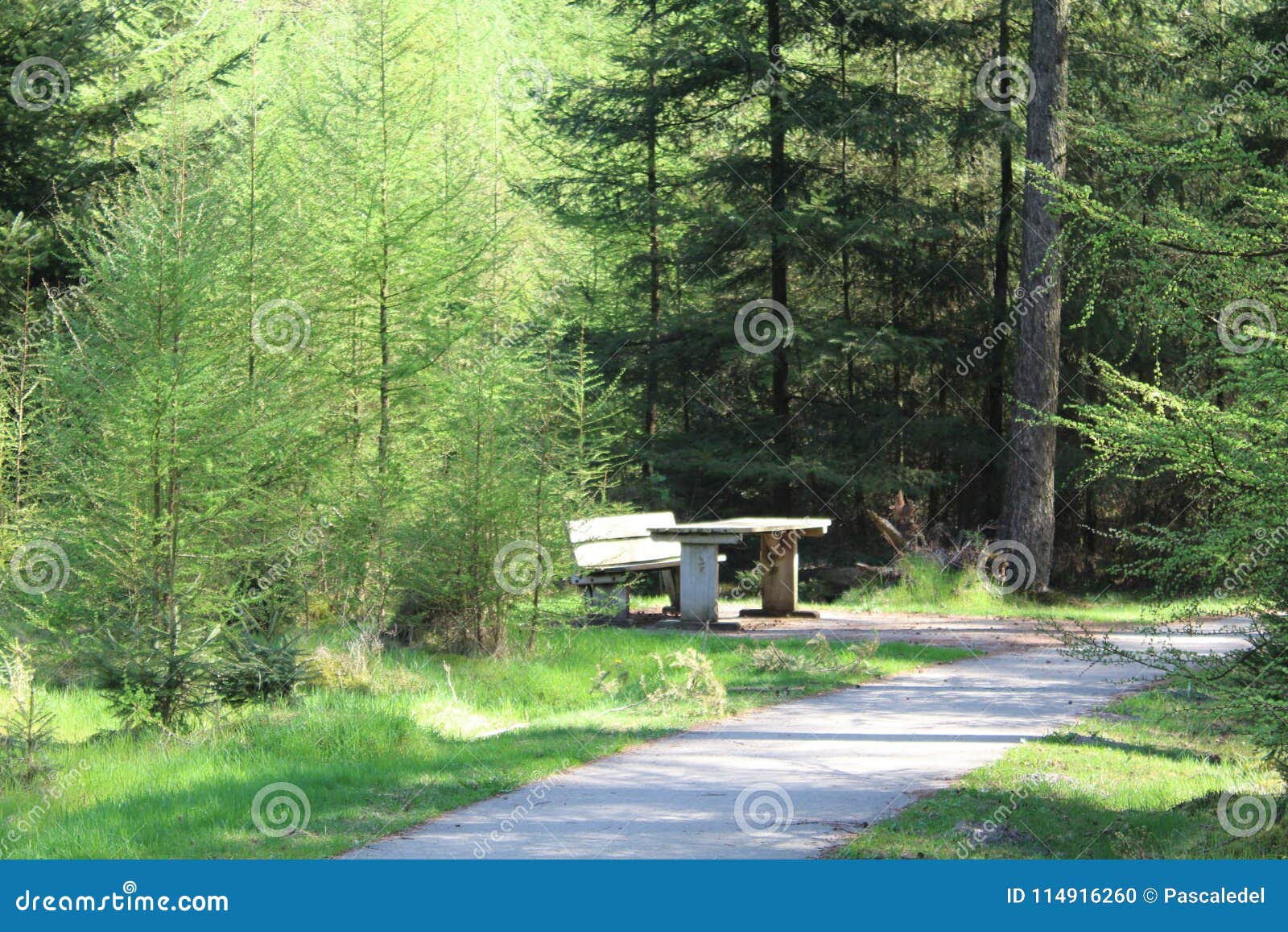 Park Bench in a Forest stock photo. Image of landscape - 114916260