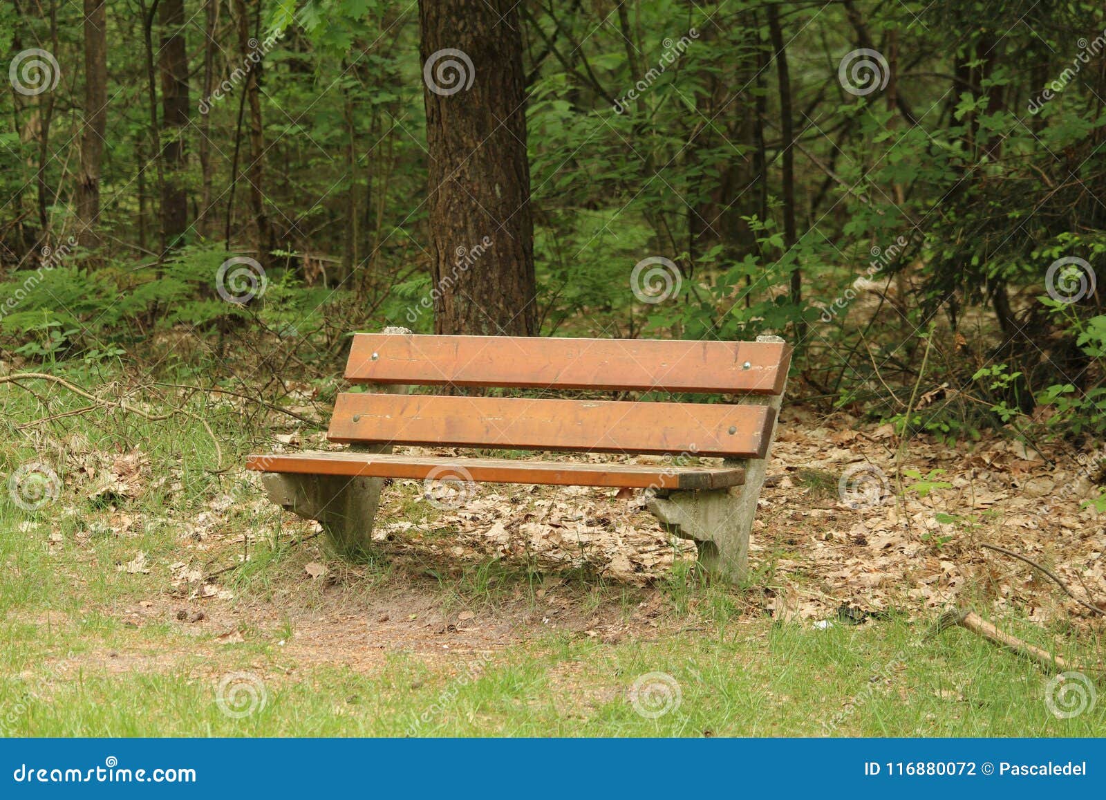 Park Bench in a Forest stock photo. Image of spring - 116880072