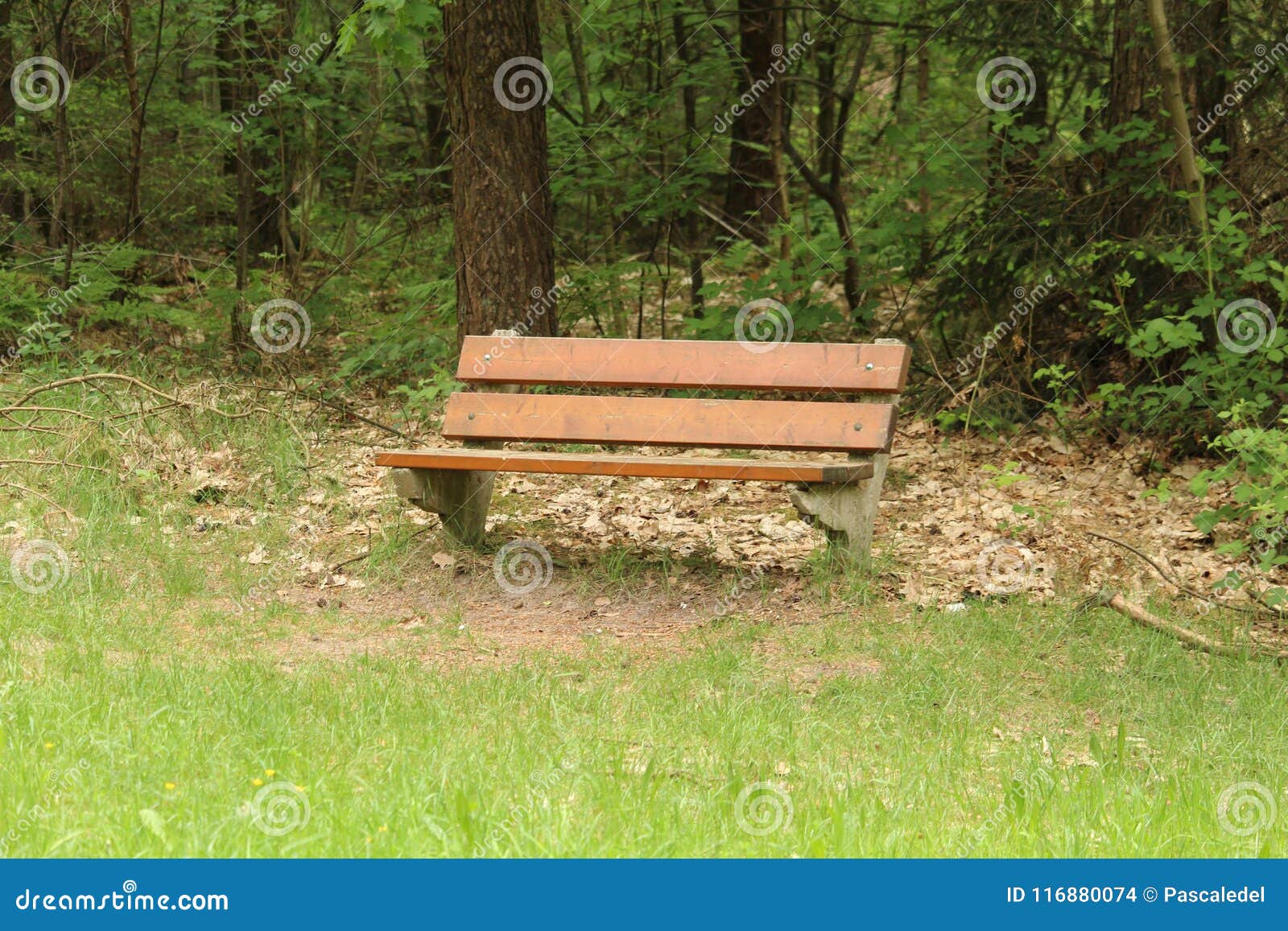 Park Bench in a Forest stock photo. Image of plant, trees - 116880074