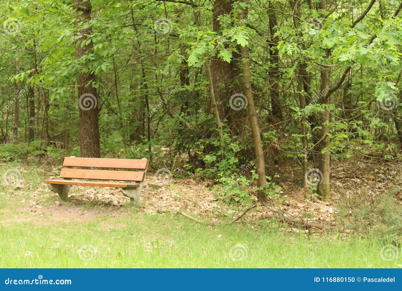 Park Bench in a Forest stock photo. Image of leaves - 116880150