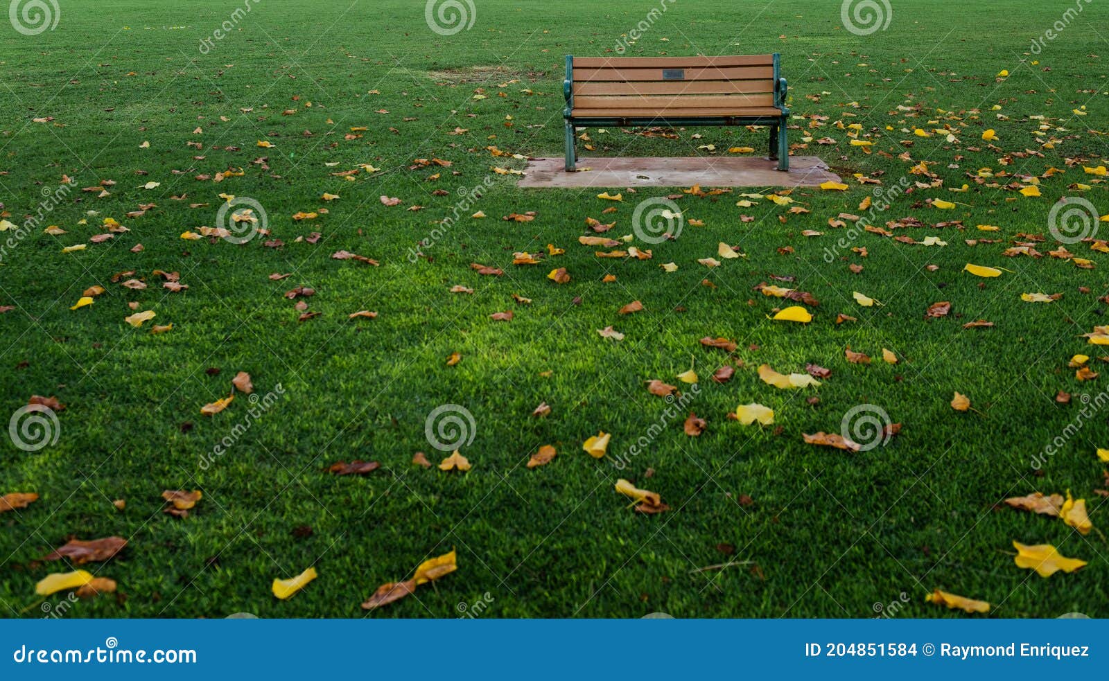 Park Bench stock photo. Image of woodland, recreational - 204851584