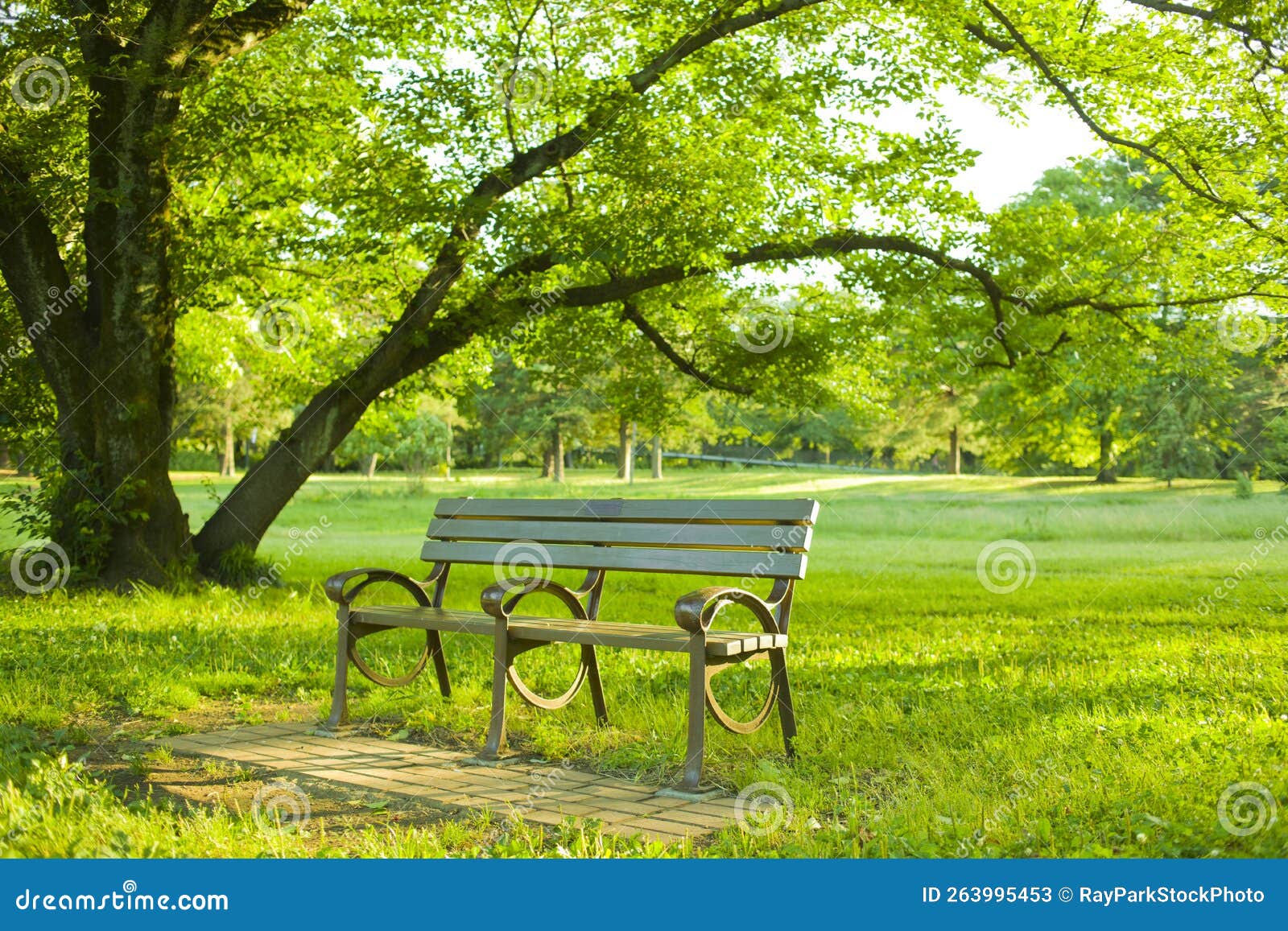 Park bench stock image. Image of energy, garden, background - 263995453