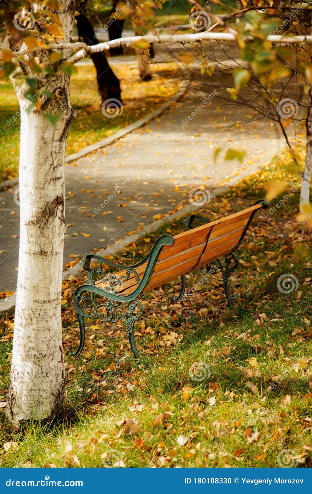 Park bench in nature stock photo. Image of peaceful - 180108330