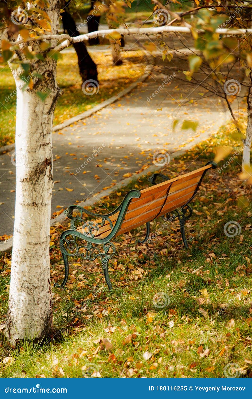 Park bench in nature stock image. Image of wooden, light - 180116235