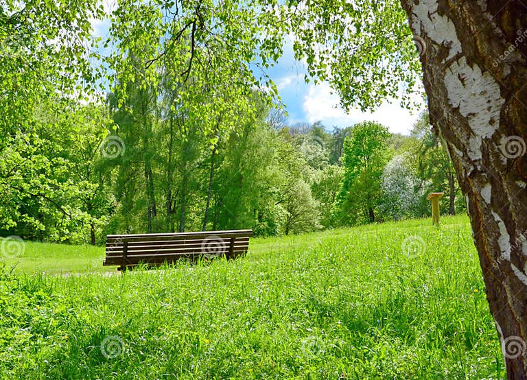 Park bench in nature stock image. Image of wood, spring - 38863391