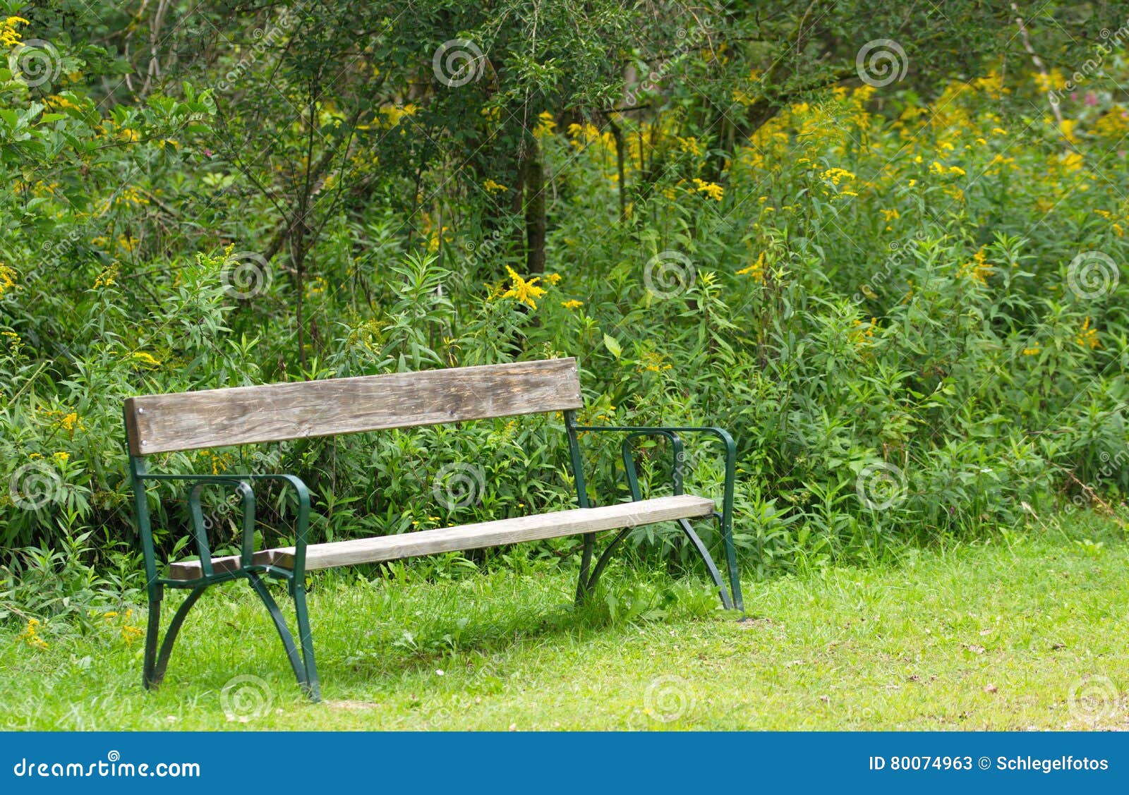 Park bench in the nature stock image. Image of empty - 80074963