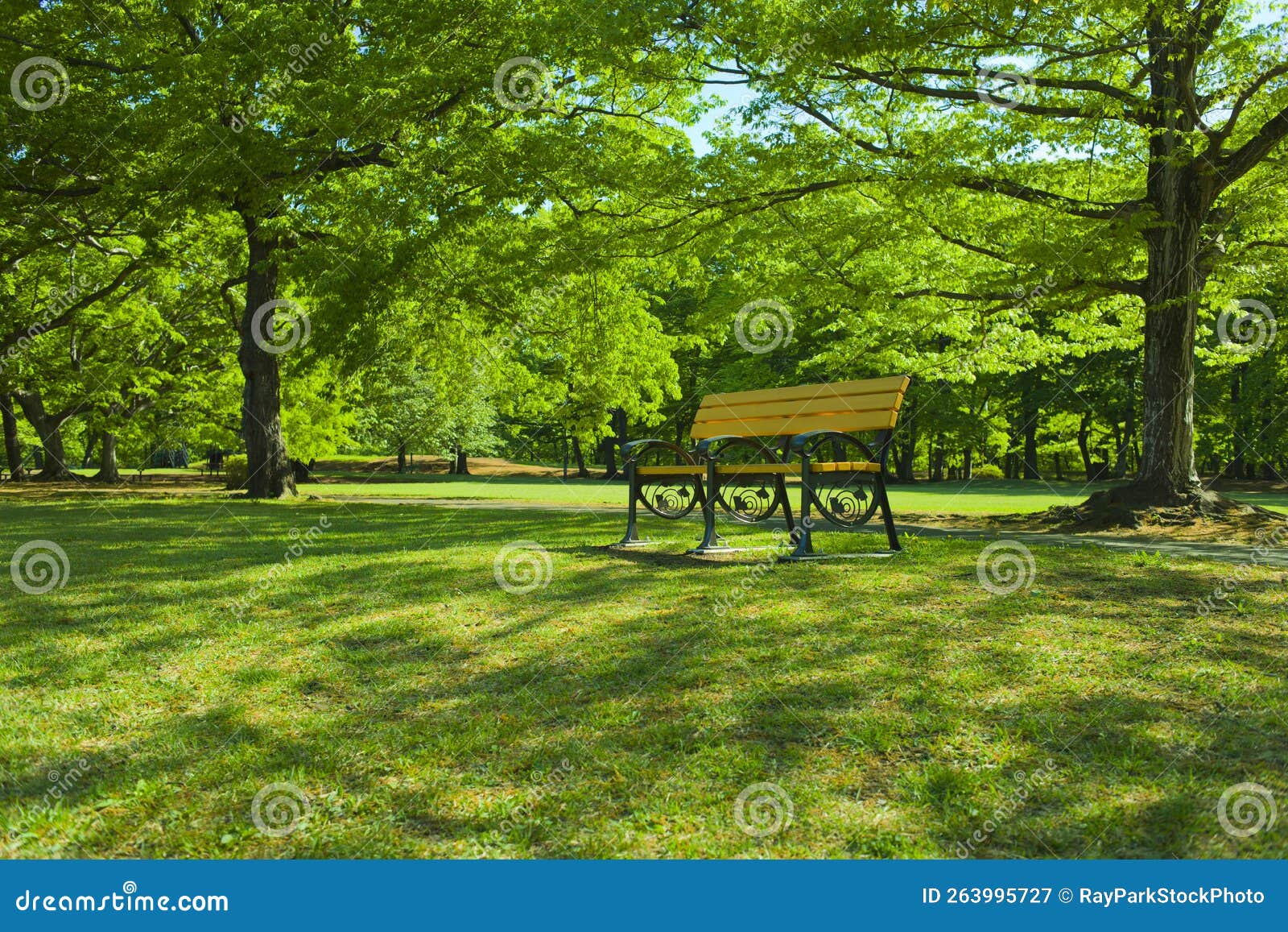 Park bench stock image. Image of garden, woodland, lawn - 263995727