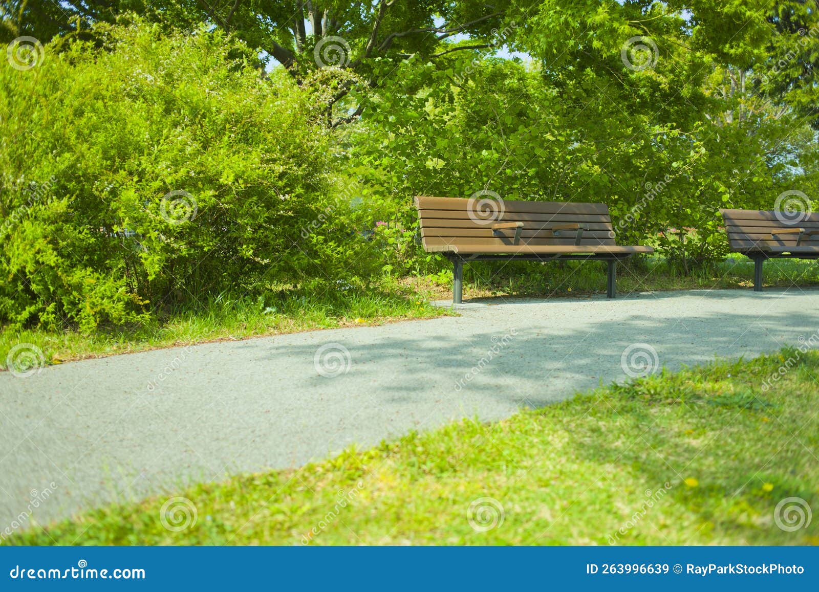 Park bench stock image. Image of park, background, grove - 263996639
