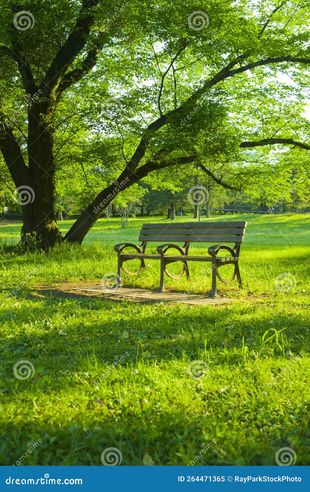 Park bench stock image. Image of turf, background, summer - 264471365