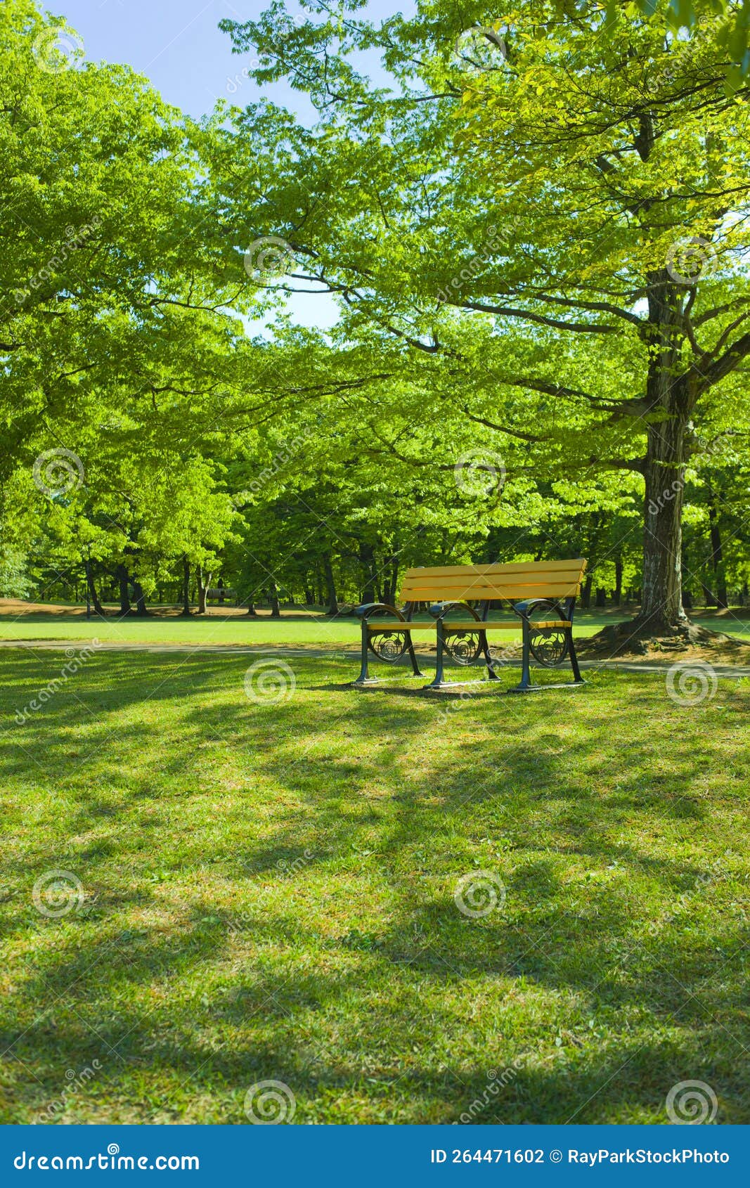 Park bench stock photo. Image of autumn, pasture, sdgs - 264471602
