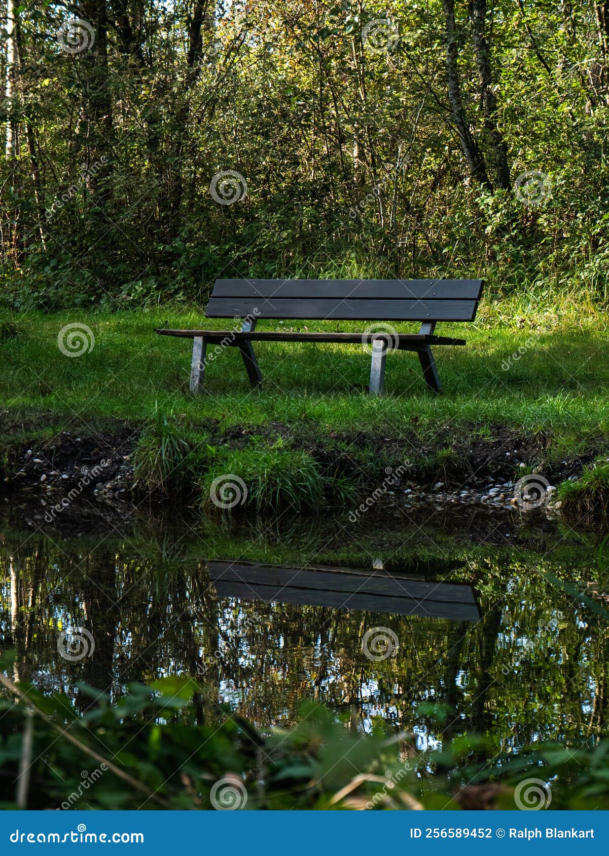A Park Bench is Reflected in the Water of a Pond in the Forest. Stock ...
