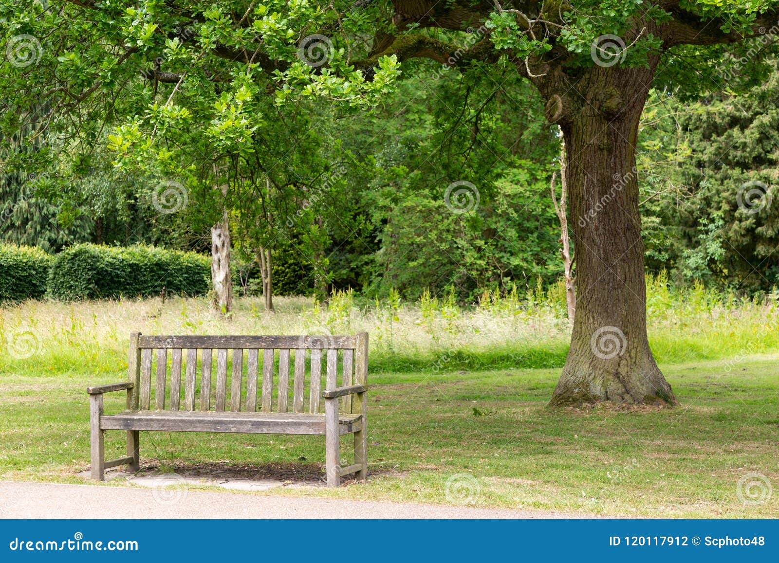 Bench Shaded by an Old Oak Tree Stock Photo - Image of furniture, lawn ...