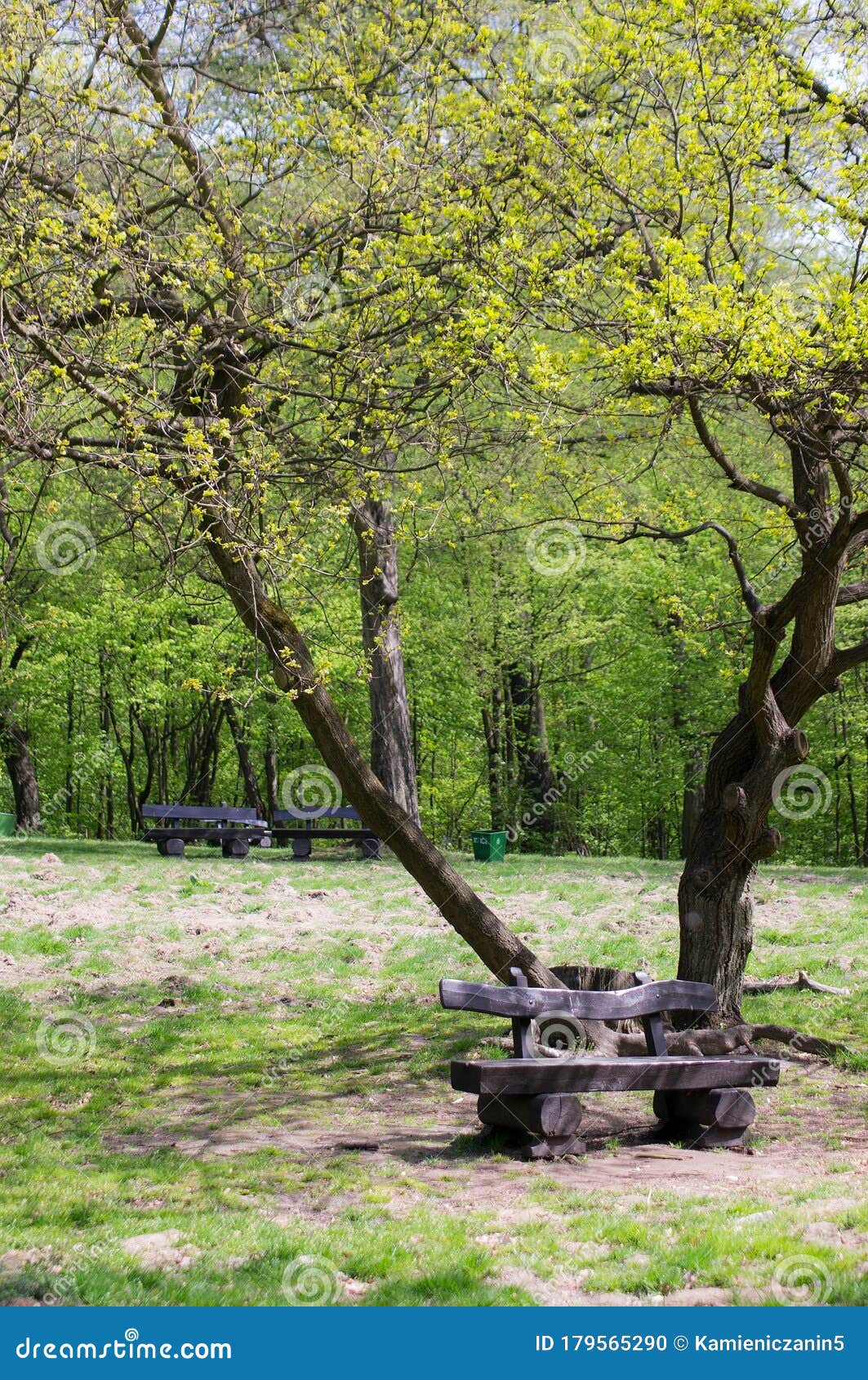 Park bench in the spring stock photo. Image of nature - 179565290