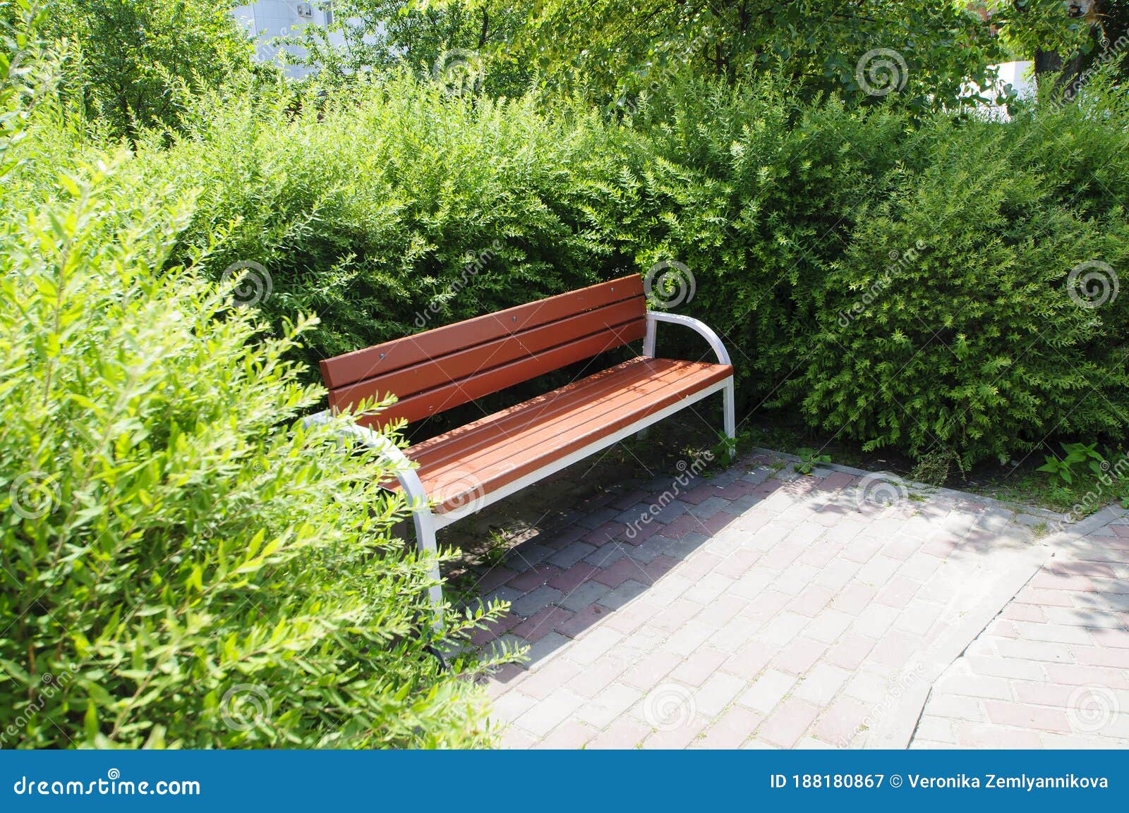 Park Bench Surrounded by Green Shrubs Stock Image - Image of park ...