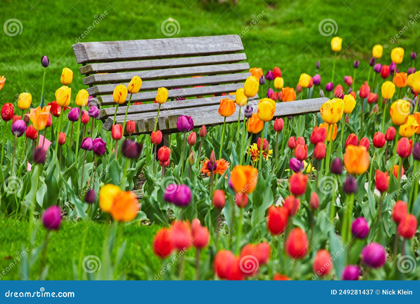Park Bench Surrounded by Vibrant and Colorful Spring Tulip Garden Stock ...