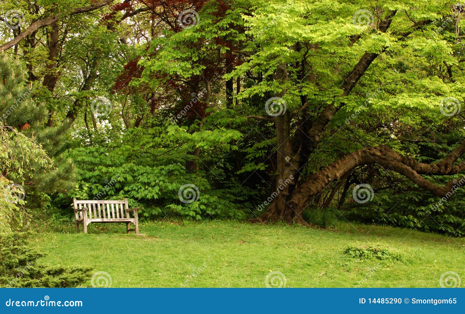 Park Bench with Tree Nearby Stock Photo - Image of environment, leaf ...