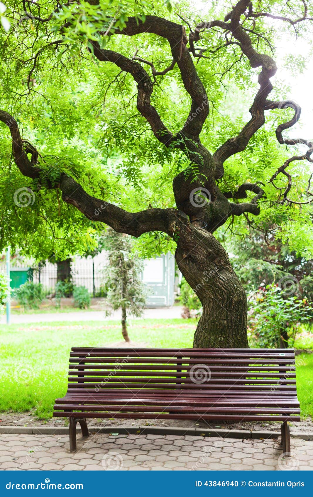 Park bench and tree stock photo. Image of relaxation - 43846940