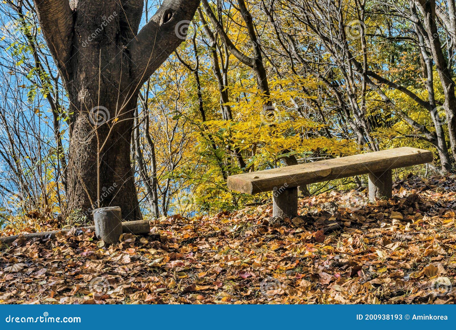 Park Bench with Trees in Fall Colors in Background Stock Image - Image ...