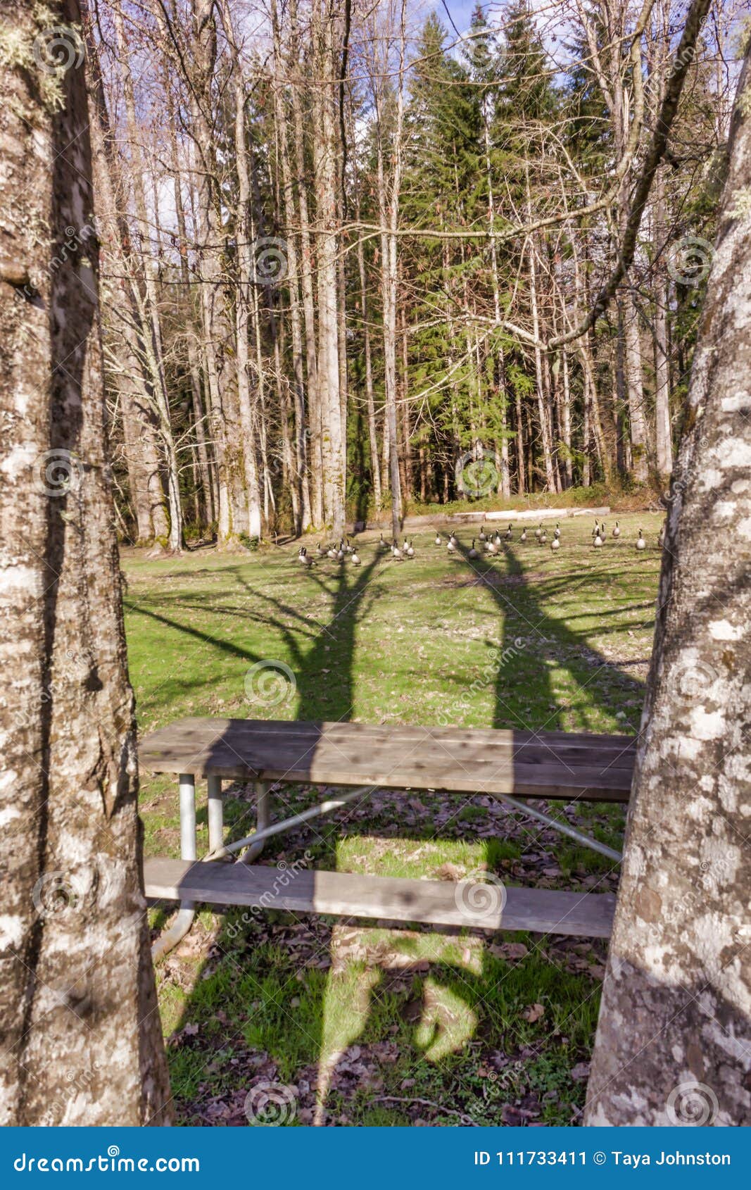 Park bench through trees stock image. Image of forest - 111733411