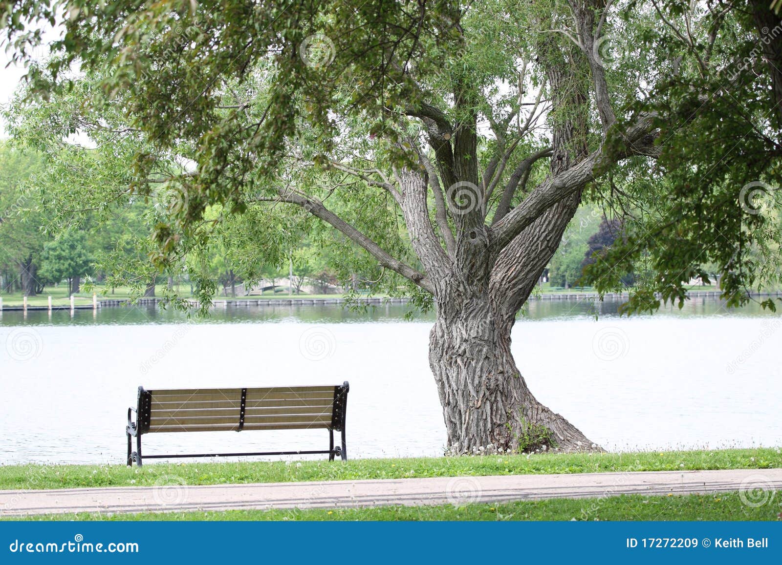 Park Bench and Twisted Tree Stock Image - Image of water, bench: 17272209