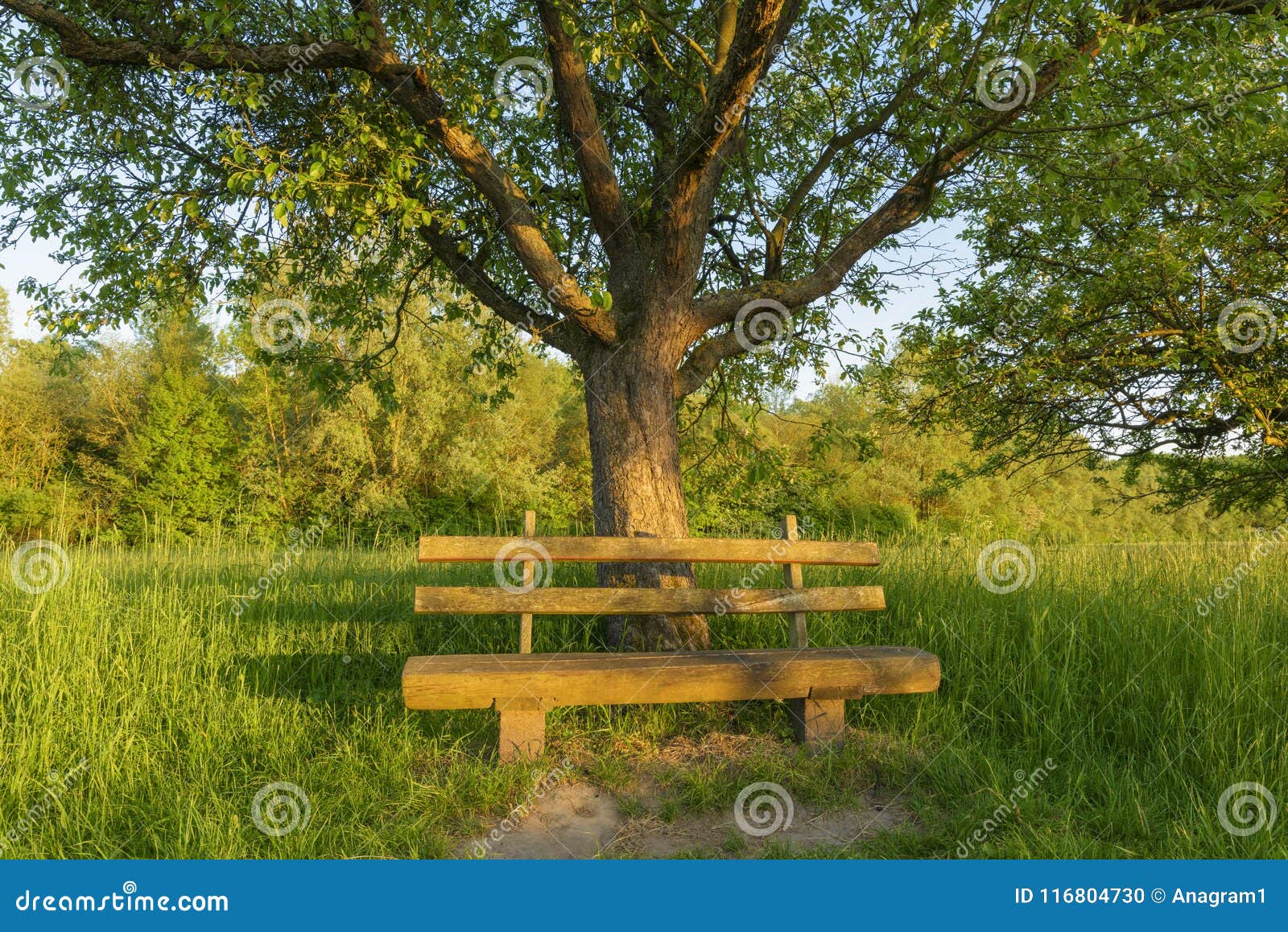Under An Old Apple-tree Royalty-Free Stock Image | CartoonDealer.com ...