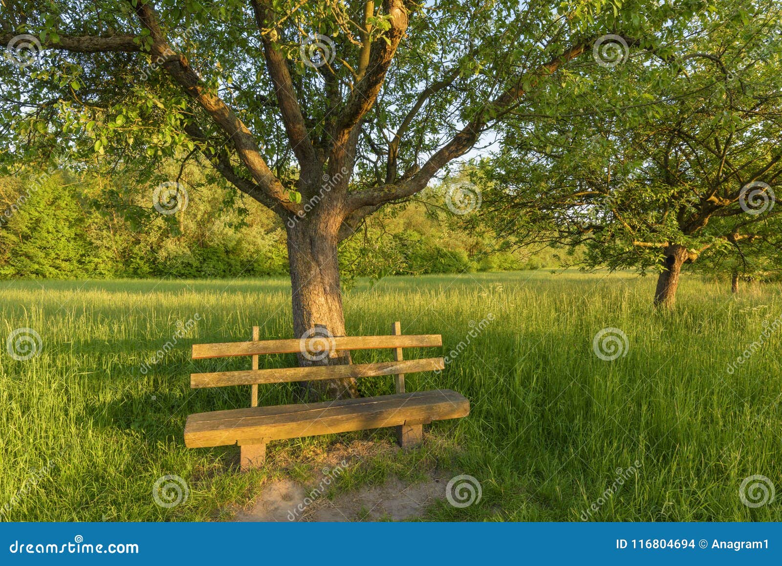 Park Bench Under Apple Tree Stock Photo - Image of outdoors, atmosphere ...
