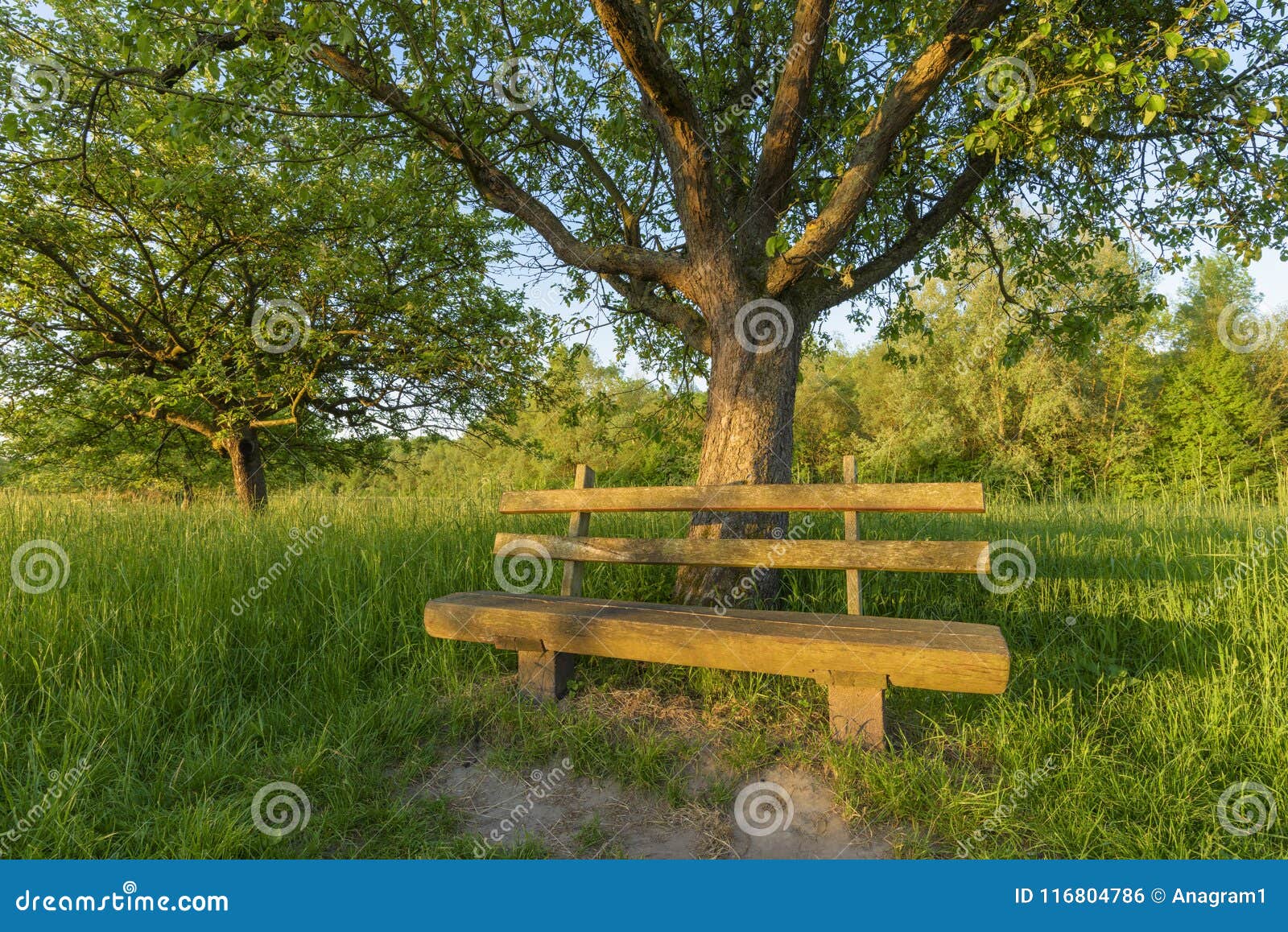 Park Bench Under Apple Tree Stock Photo - Image of idyllic, mood: 116804786