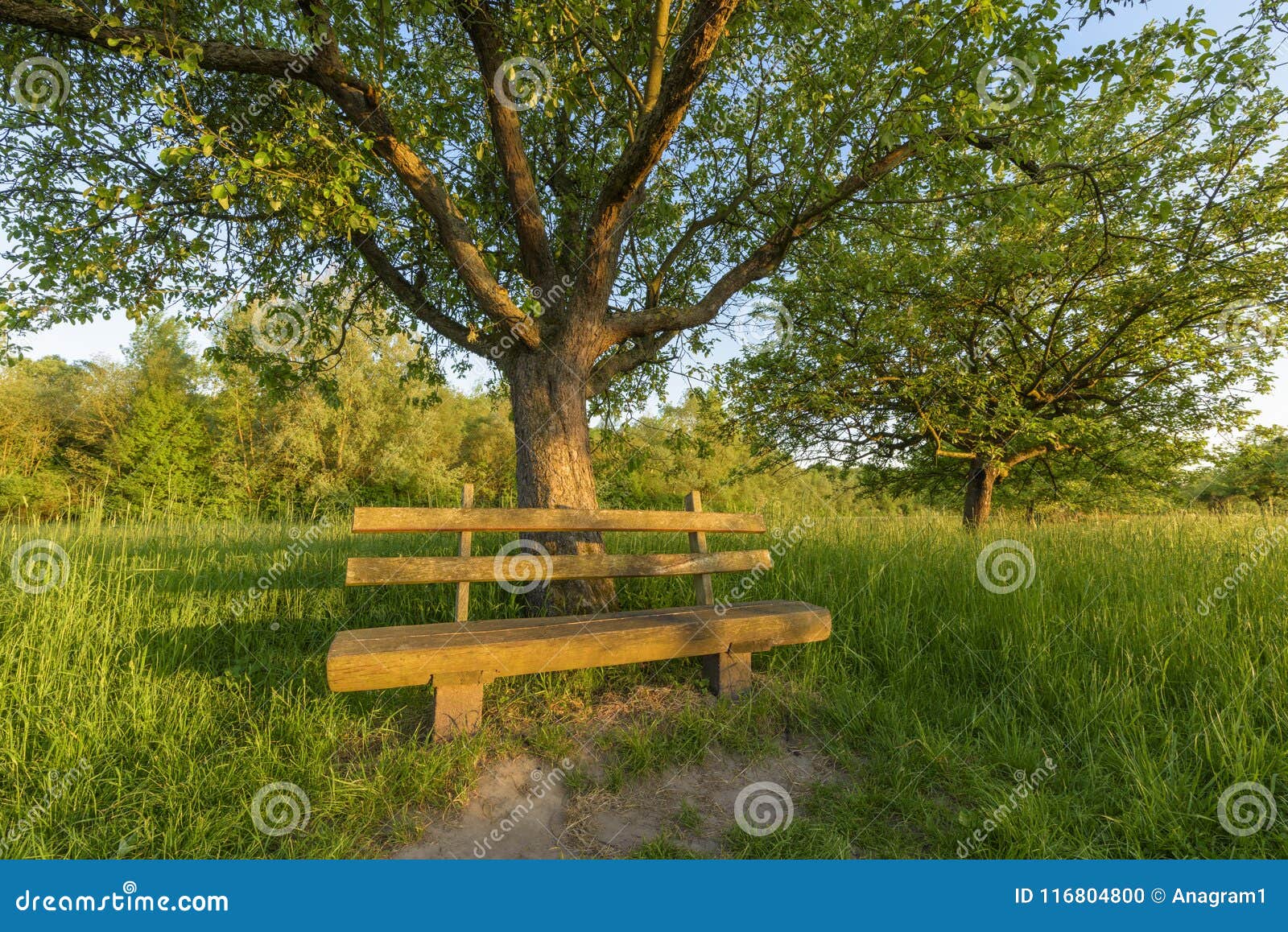 Park Bench Under Apple Tree Stock Photo - Image of park, atmospheric ...