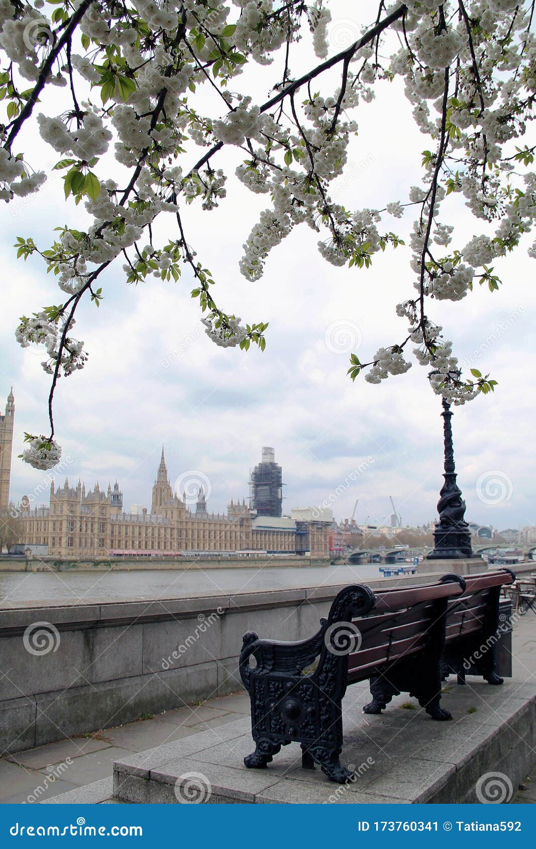 Park Bench Under Flowering Trees in Spring. Stock Image - Image of ...