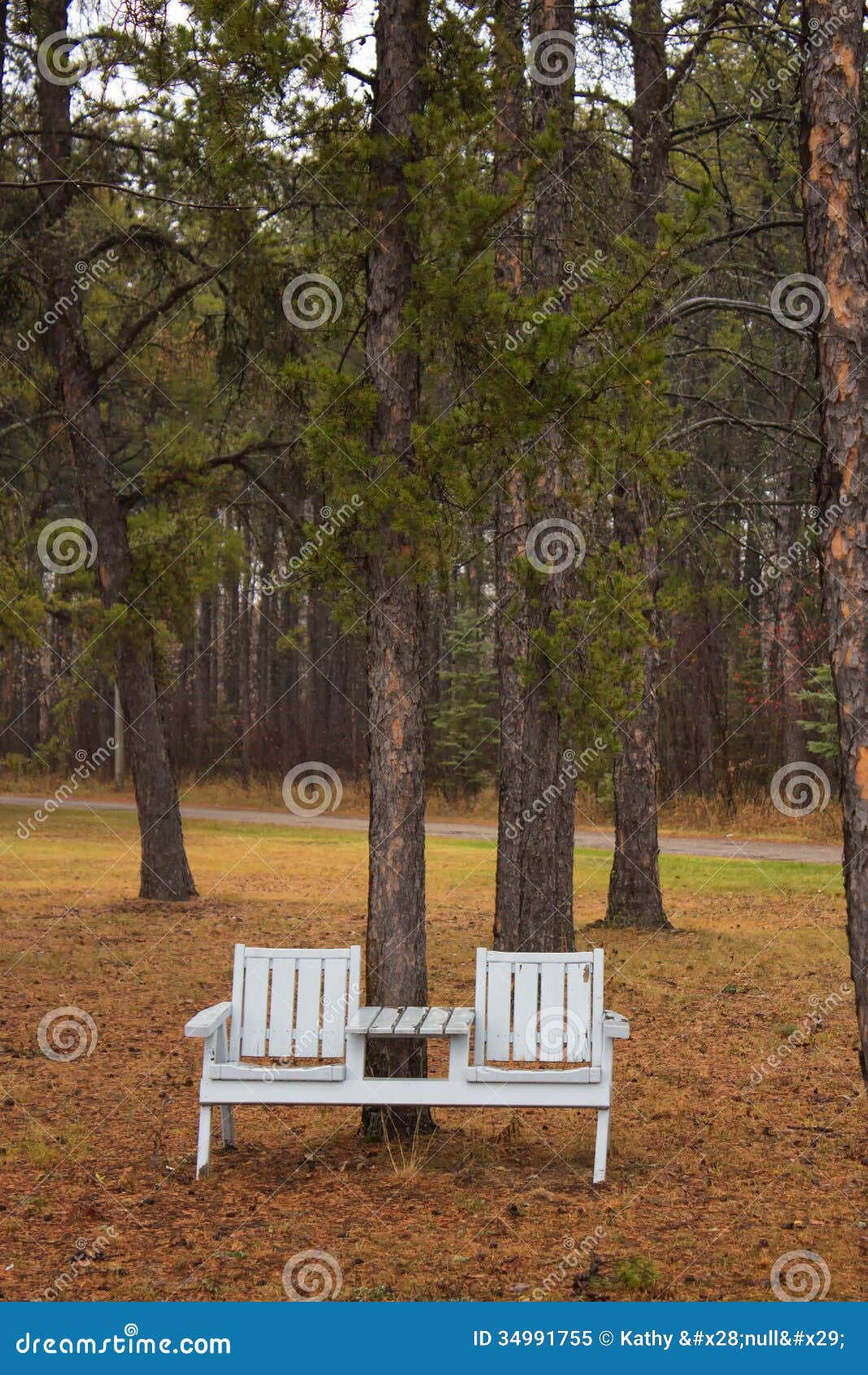 A Park Bench Under a Pine Tree Stock Image - Image of autumn, park ...