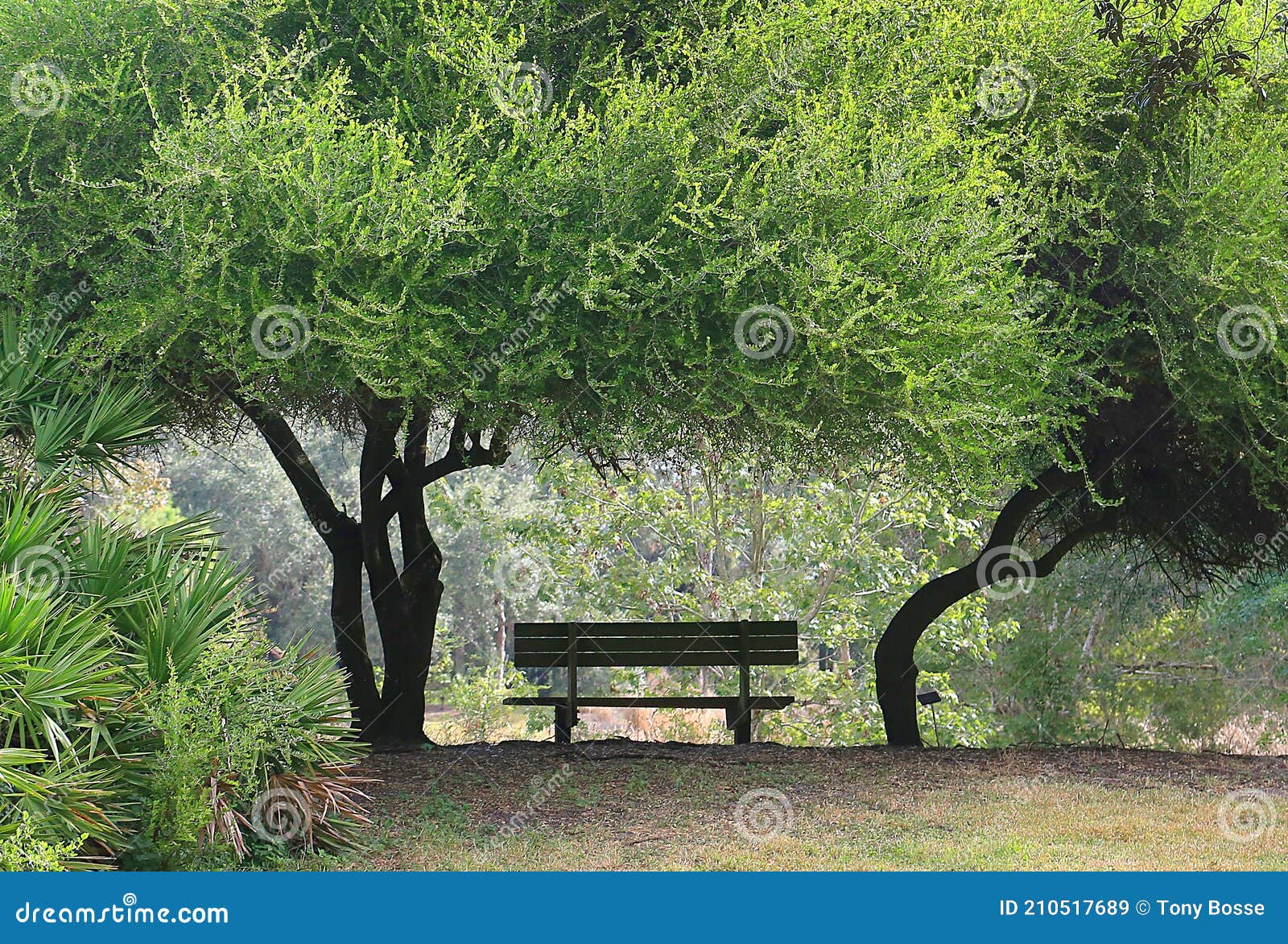 Park Bench in the Shade stock image. Image of background - 210517689