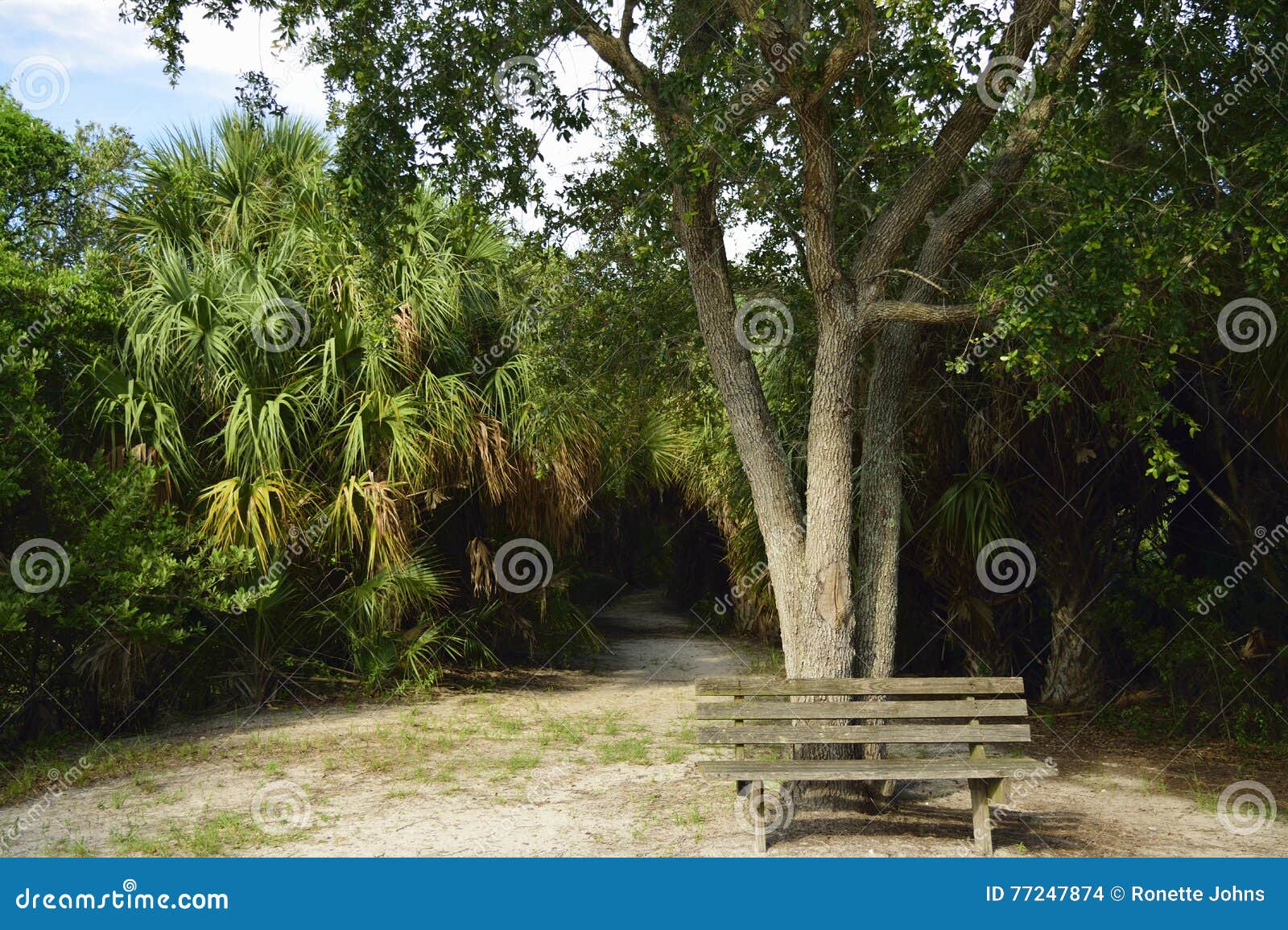 Bench Under Shade Tree Stock Images - Download 308 Royalty Free Photos