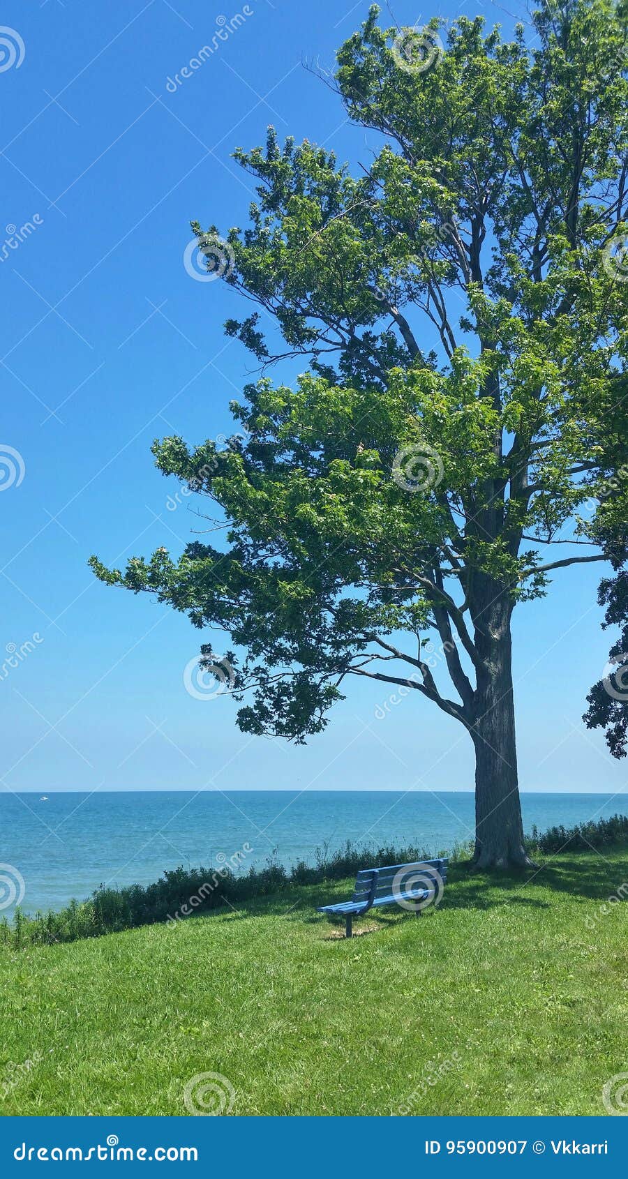 Park bench under tree stock image. Image of empty, landscape - 95900907