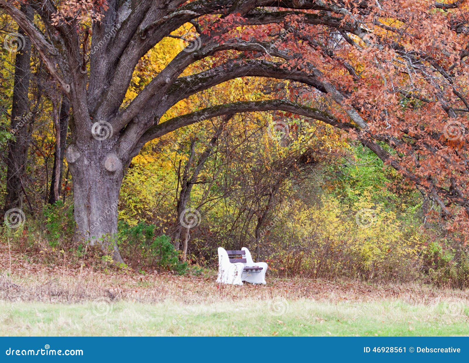 Park Bench under a tree stock image. Image of fall, colorful - 46928561