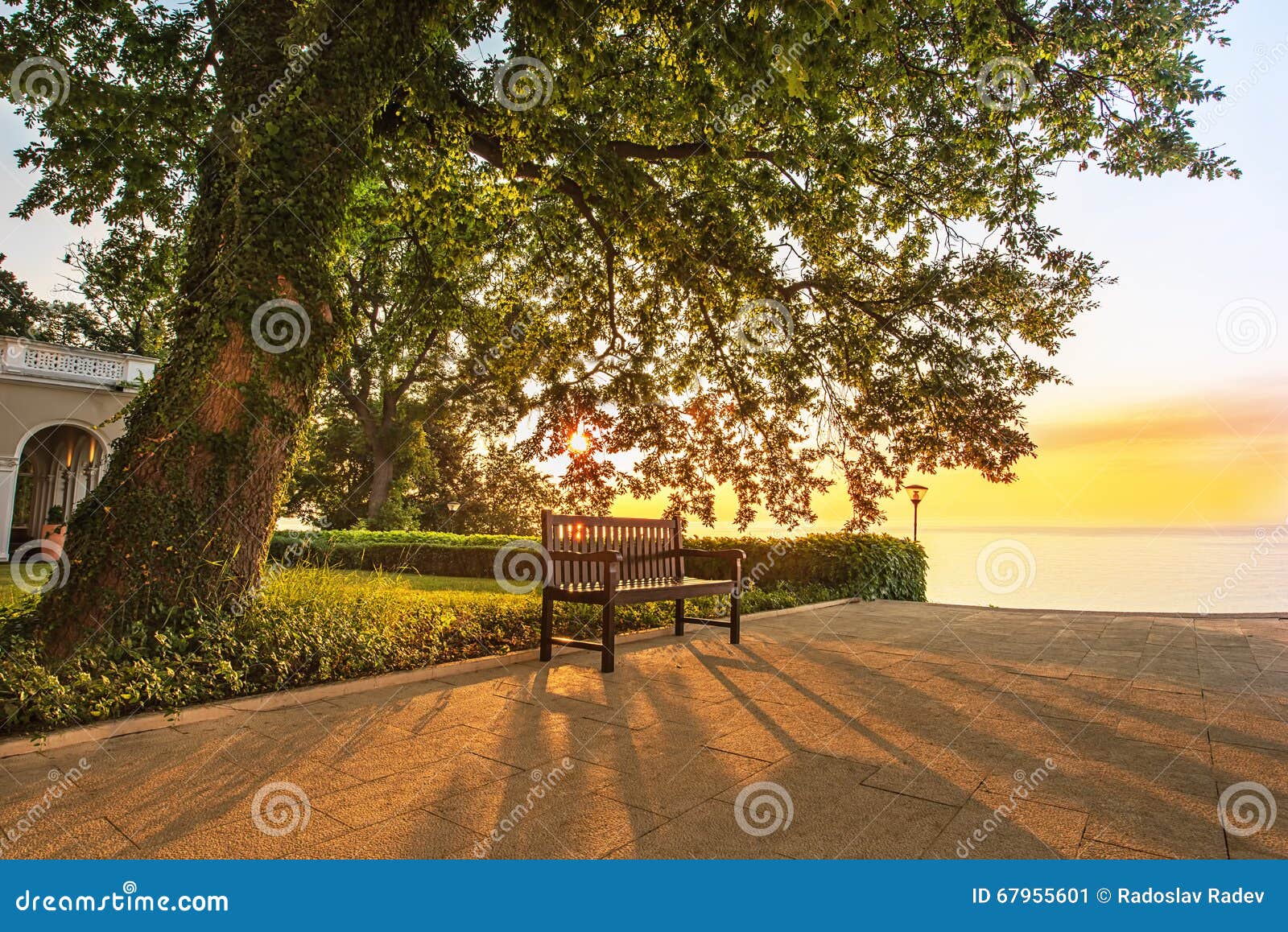 Park Bench Under Tree at Sunrise. Stock Image - Image of relaxation ...