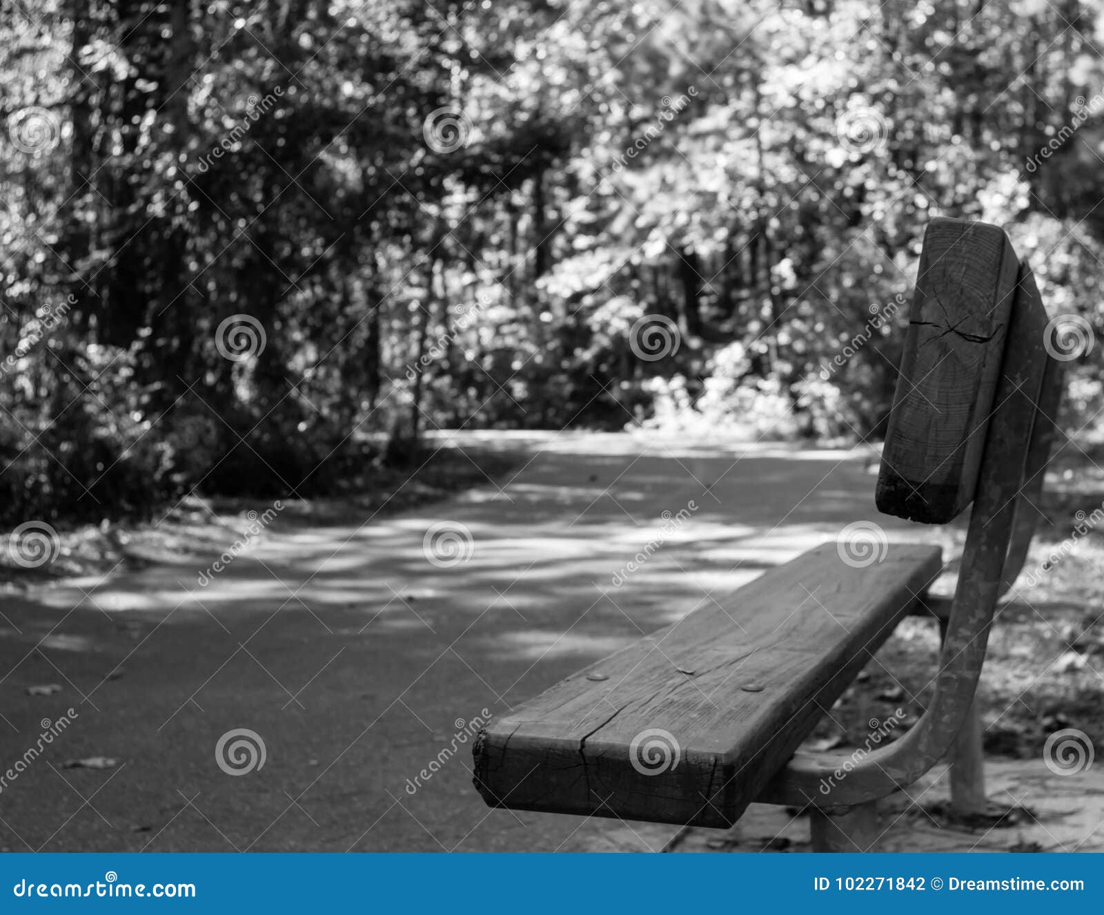 Park Bench Walking Path Black White Stock Photo - Image of foliage ...