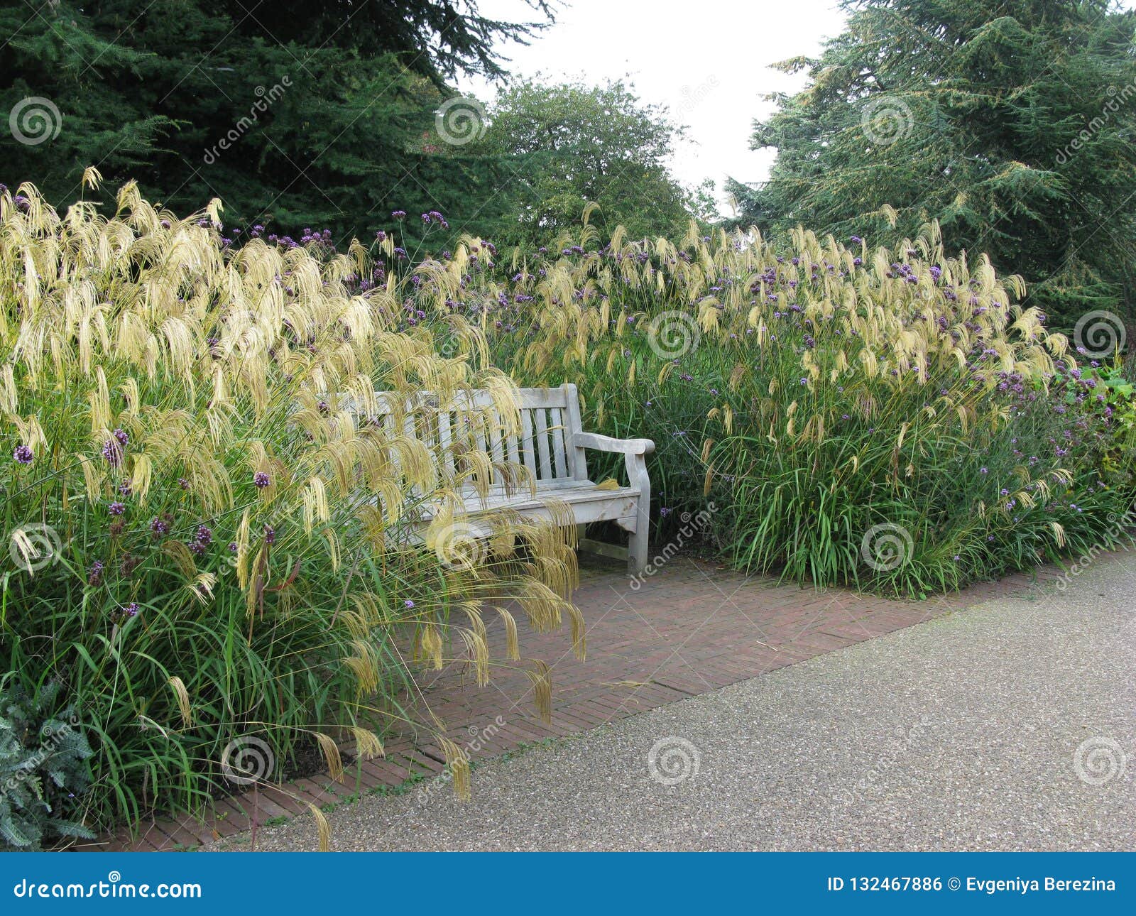 Park Bench stock photo. Image of park, wild, trees, flowers - 132467886