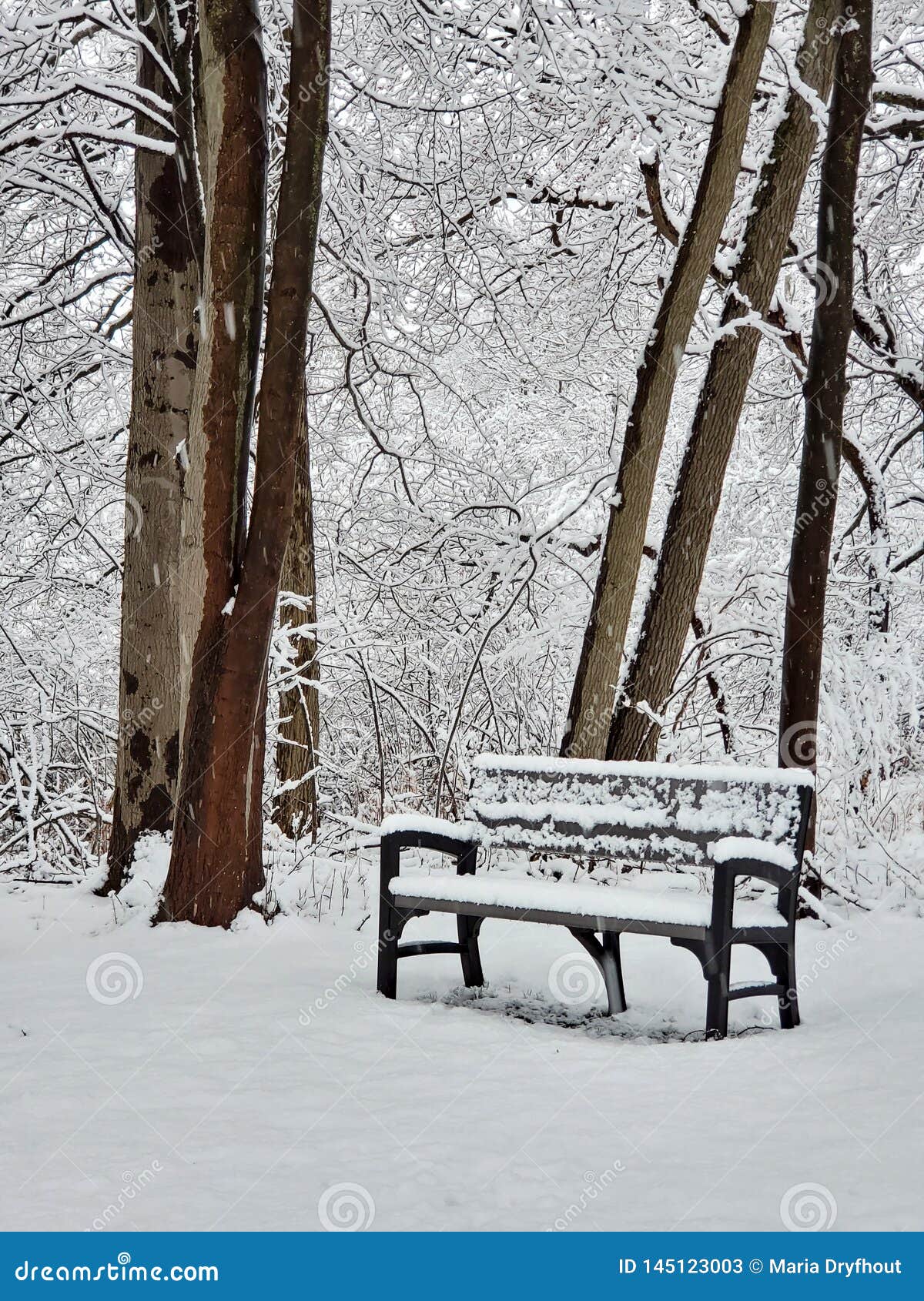 Park bench in winter woods stock image. Image of woodland - 145123003