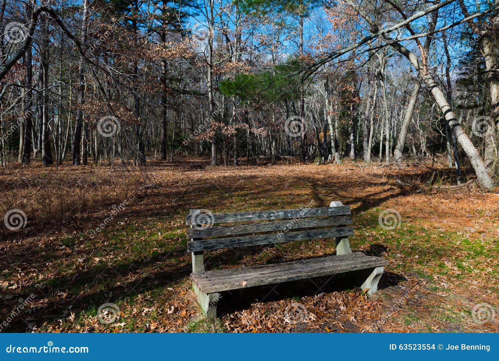 Park Bench in the Woods stock photo. Image of relax, foliage - 63523554