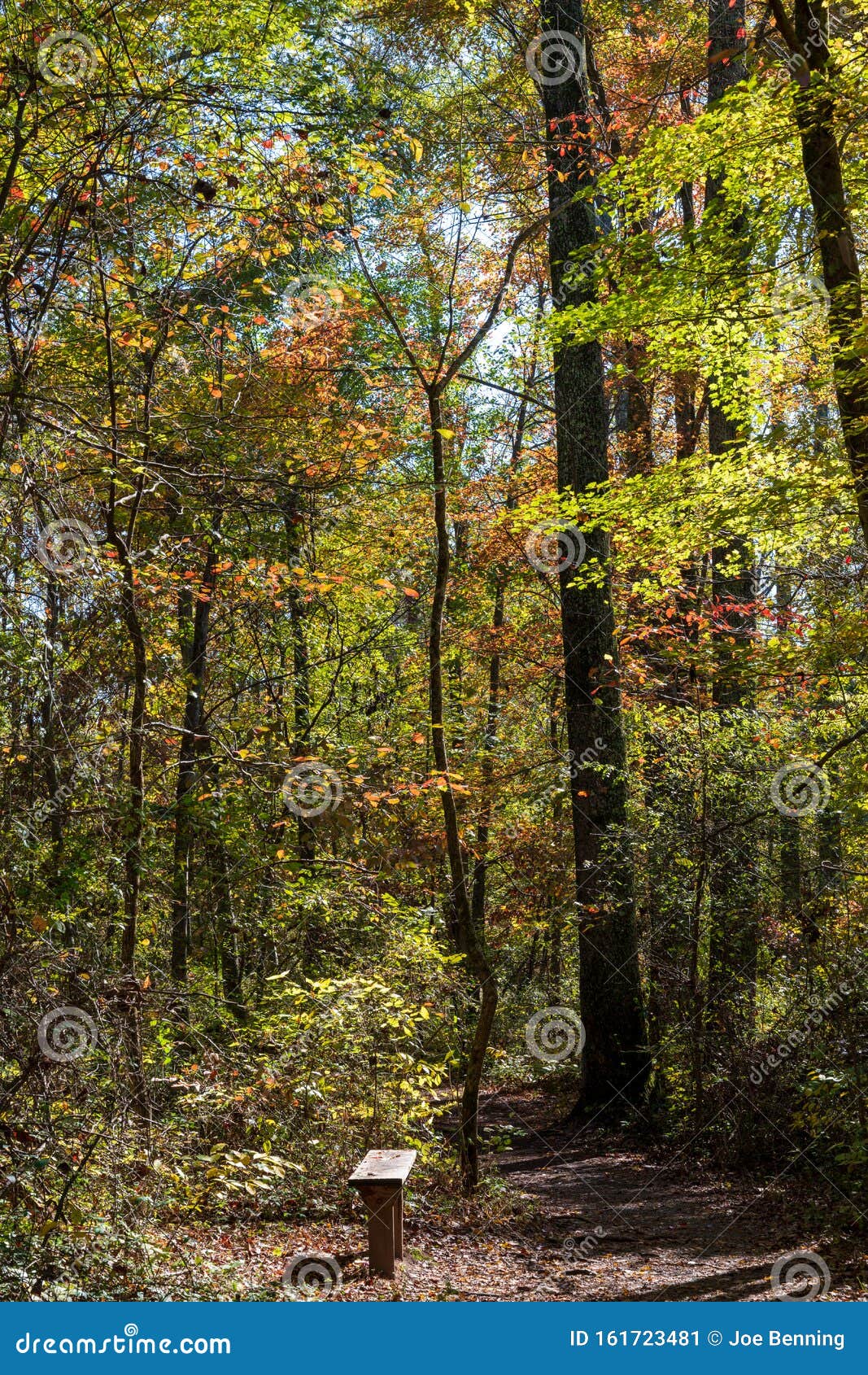 Park Bench in the Woods stock image. Image of path, changing - 161723481
