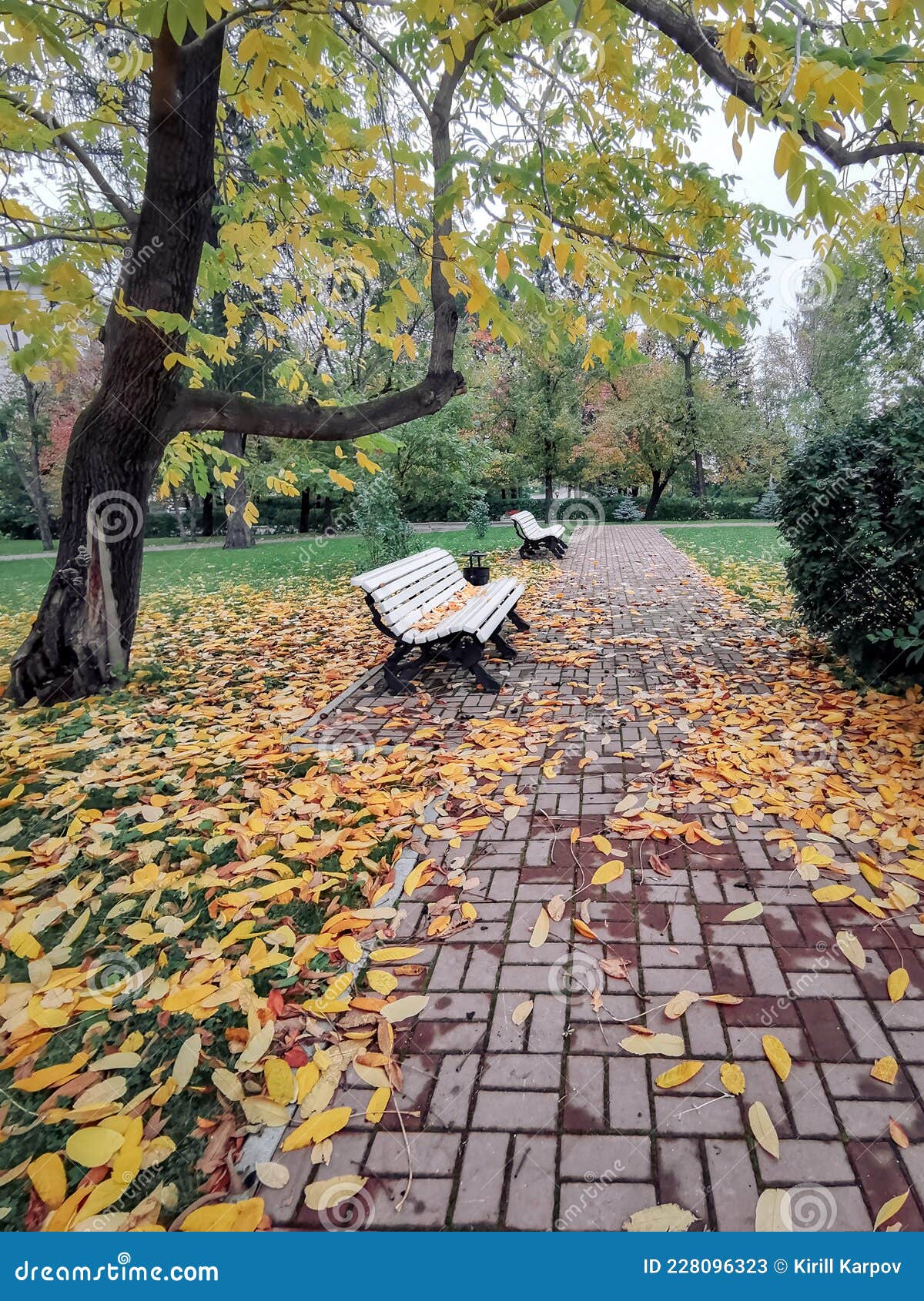 Park Benches Fall Under the Leaffall Stock Image - Image of sitting ...