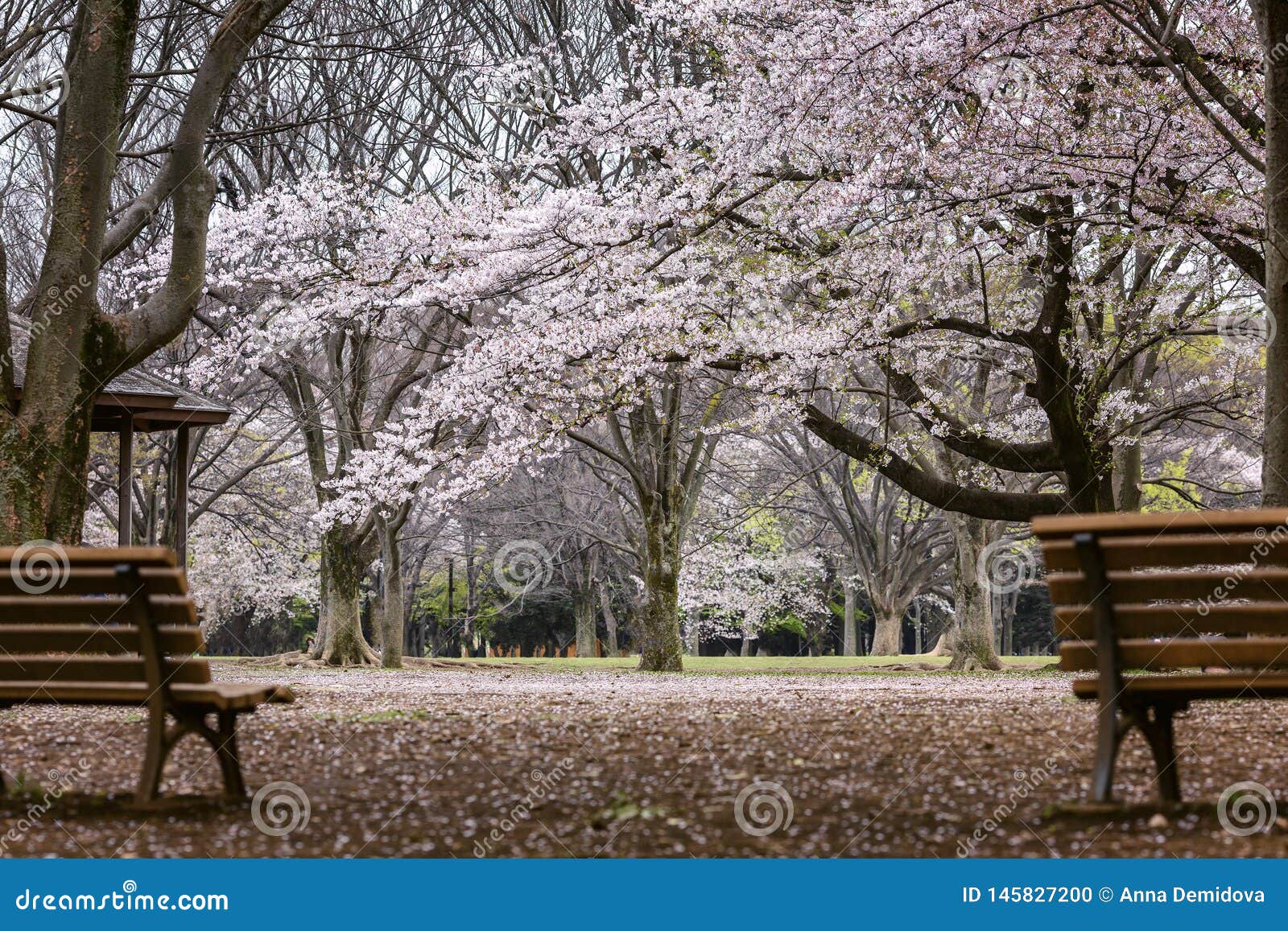 Park Benches with Thick Blooming Sakura Stock Photo - Image of benches ...