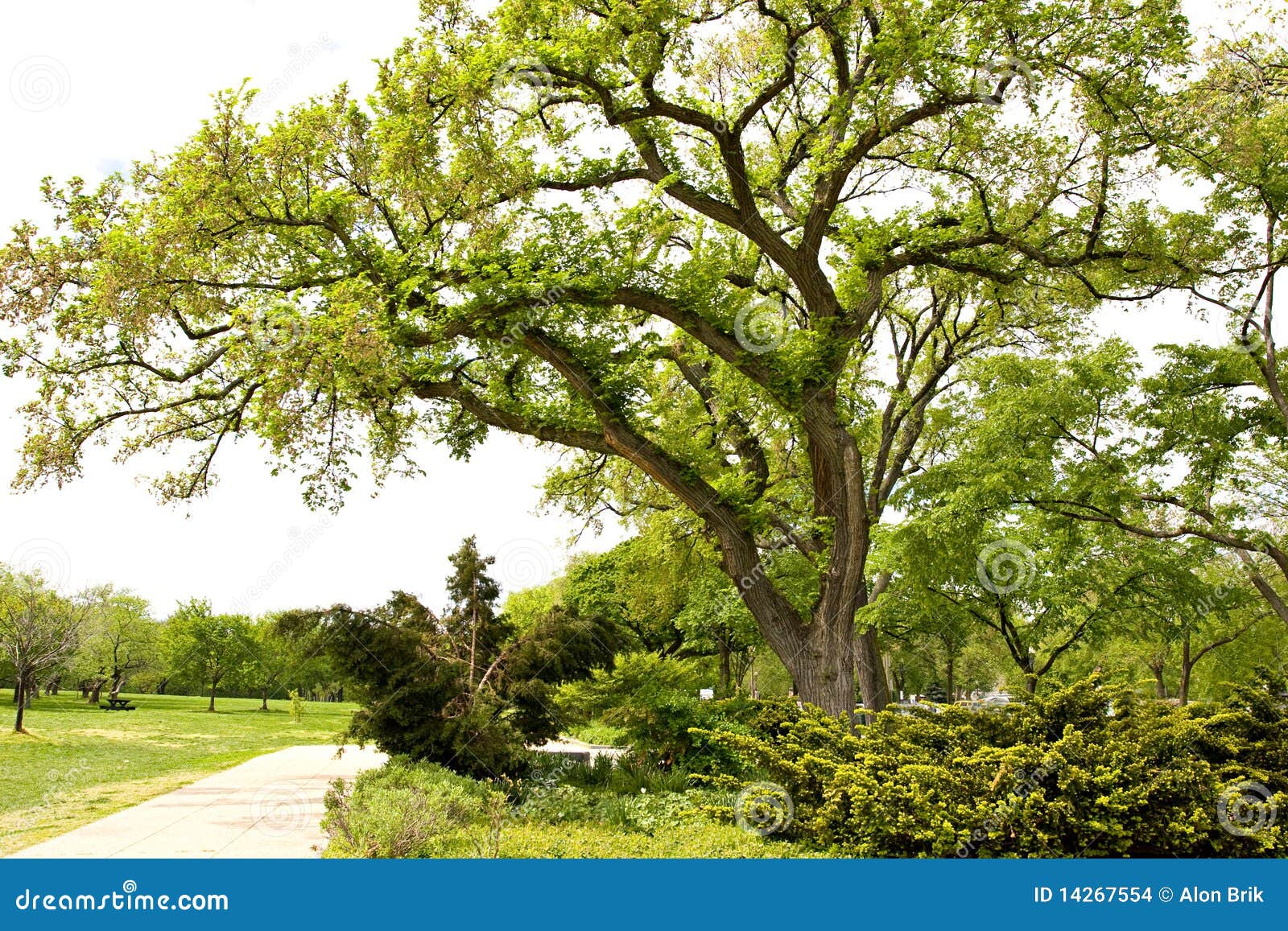 Park with Big Old Green Tree during Spring Season Stock Photo - Image ...