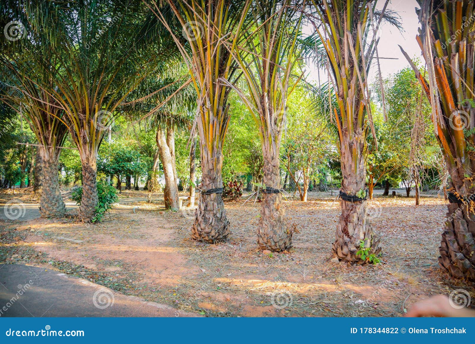 A Park with Big Old Palm Trees Stock Photo - Image of environment ...