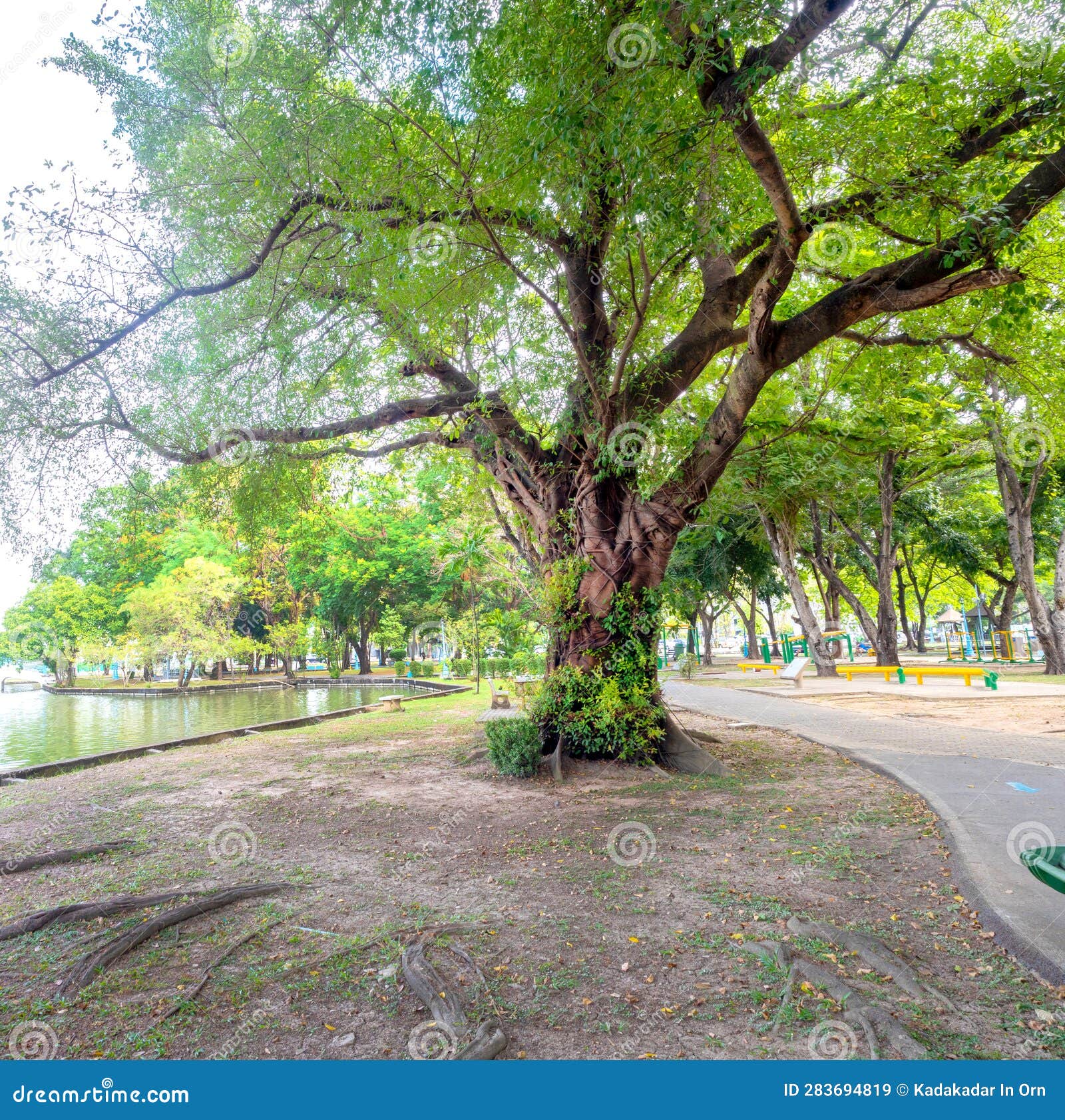 A Park with Big Trees by the Water Stock Image - Image of environment ...