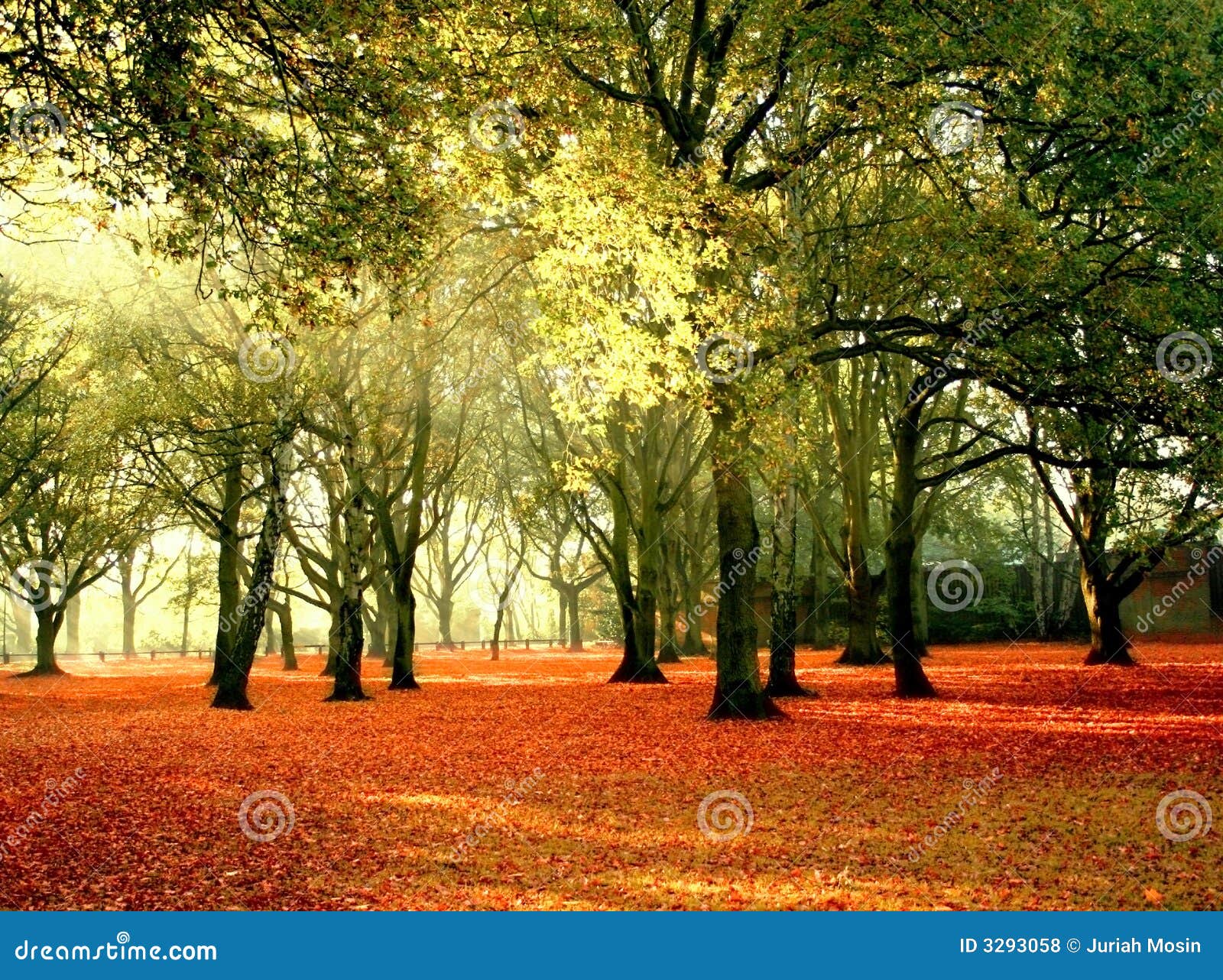 Park in bright colors stock photo. Image of path, november - 3293058