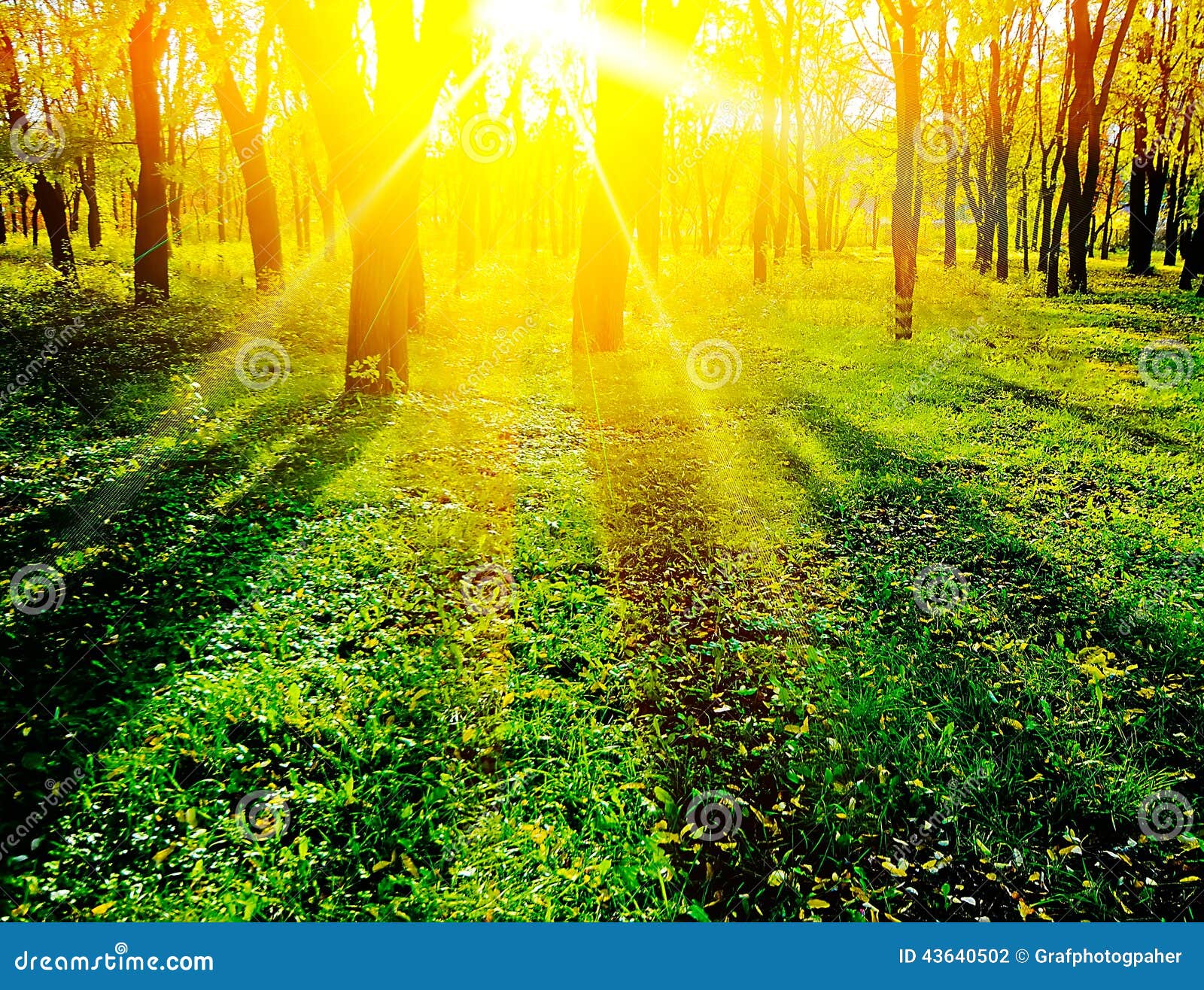 Park Stock Photo - Image: 43640502