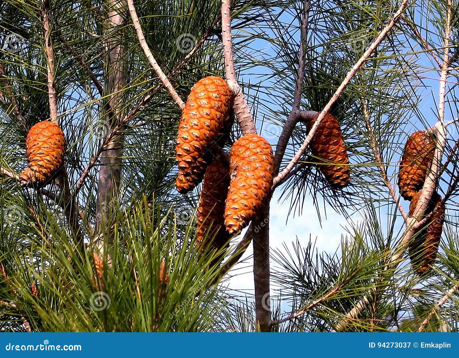 Park Canada Fir cone 2009 stock image. Image of pinecone - 94273037