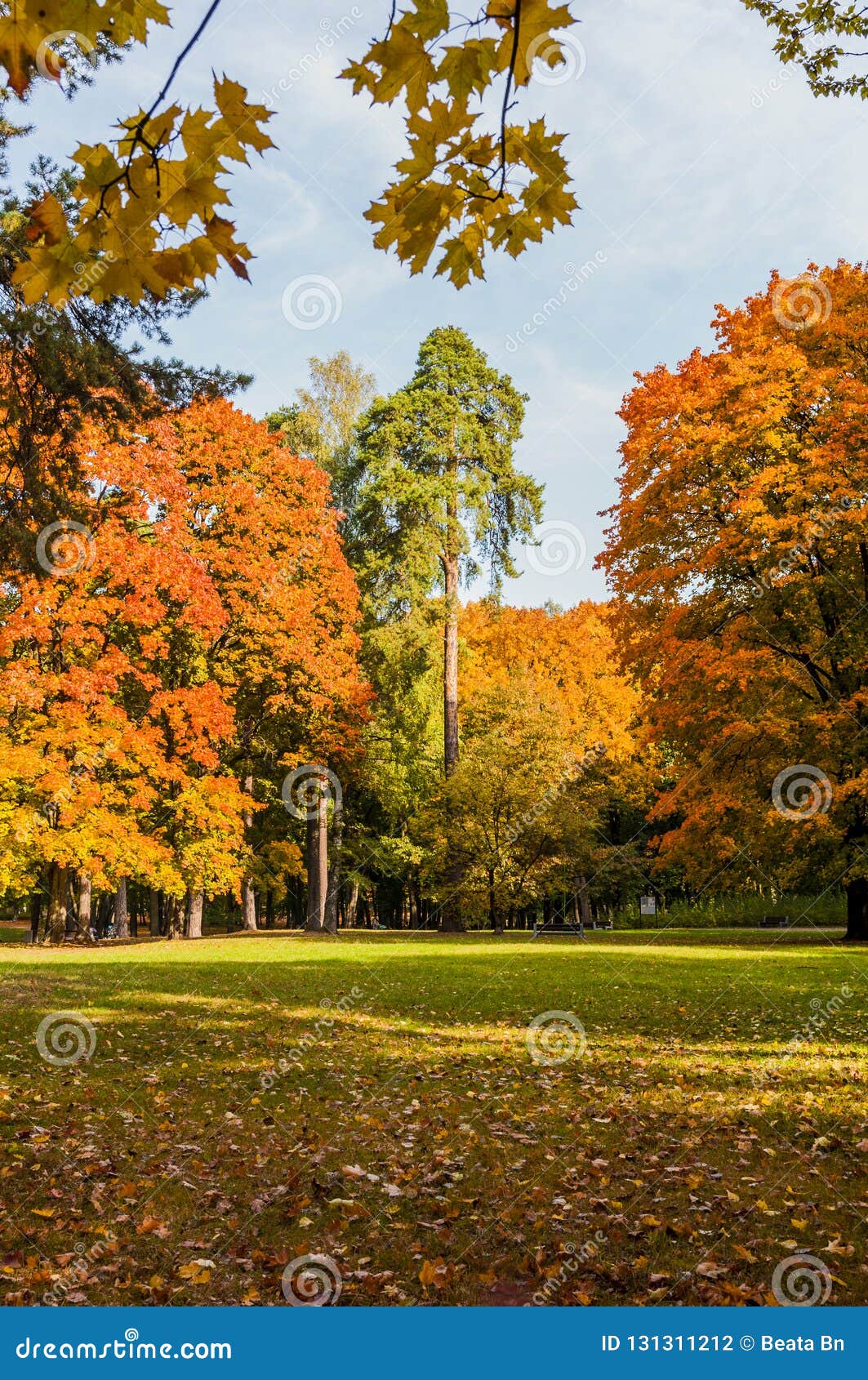 Park - Colorful Autumn Leaves in the Trees Stock Photo - Image of park ...